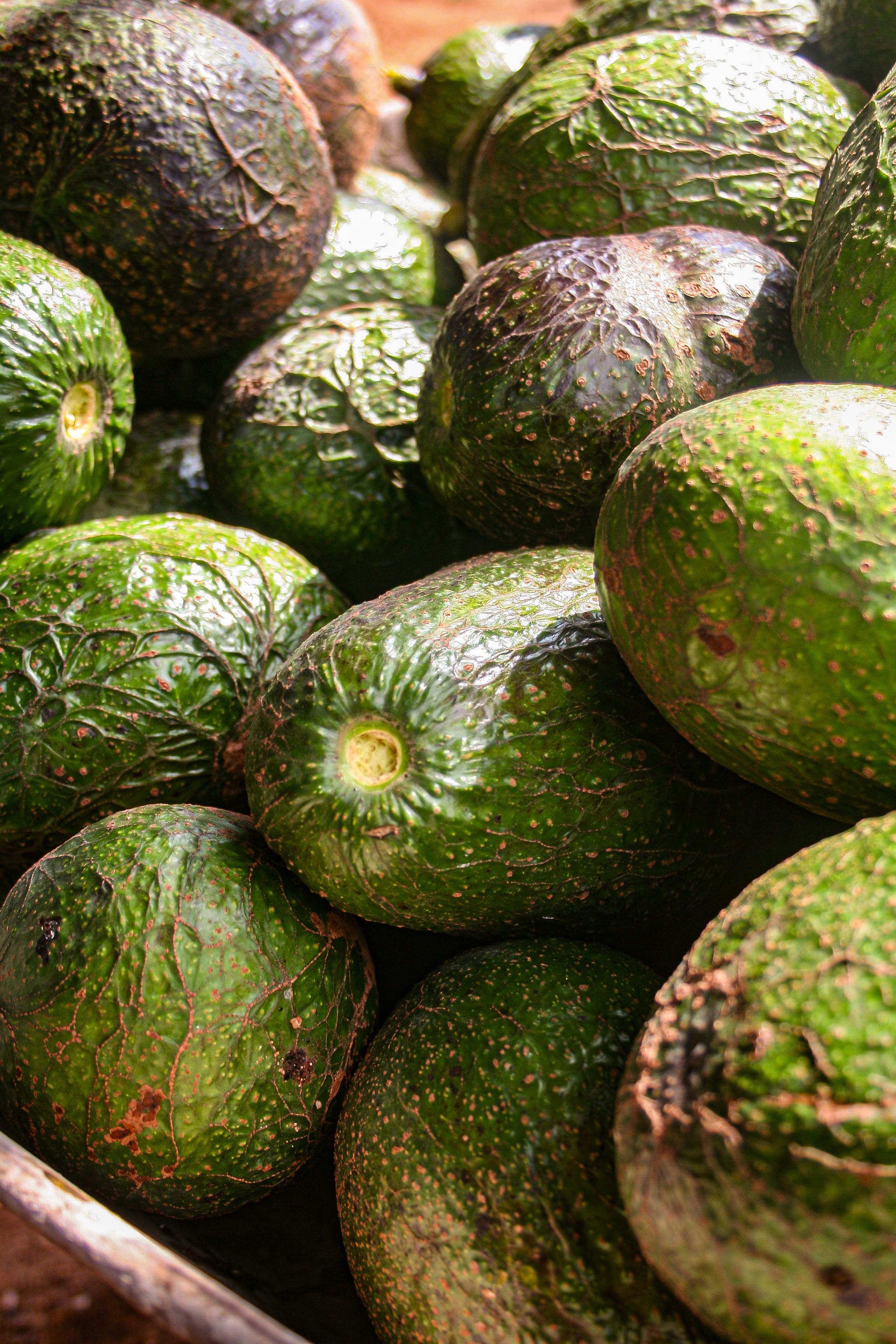 Avocado Fruit Photos, Download The BEST Free Avocado Fruit Stock Photos ...