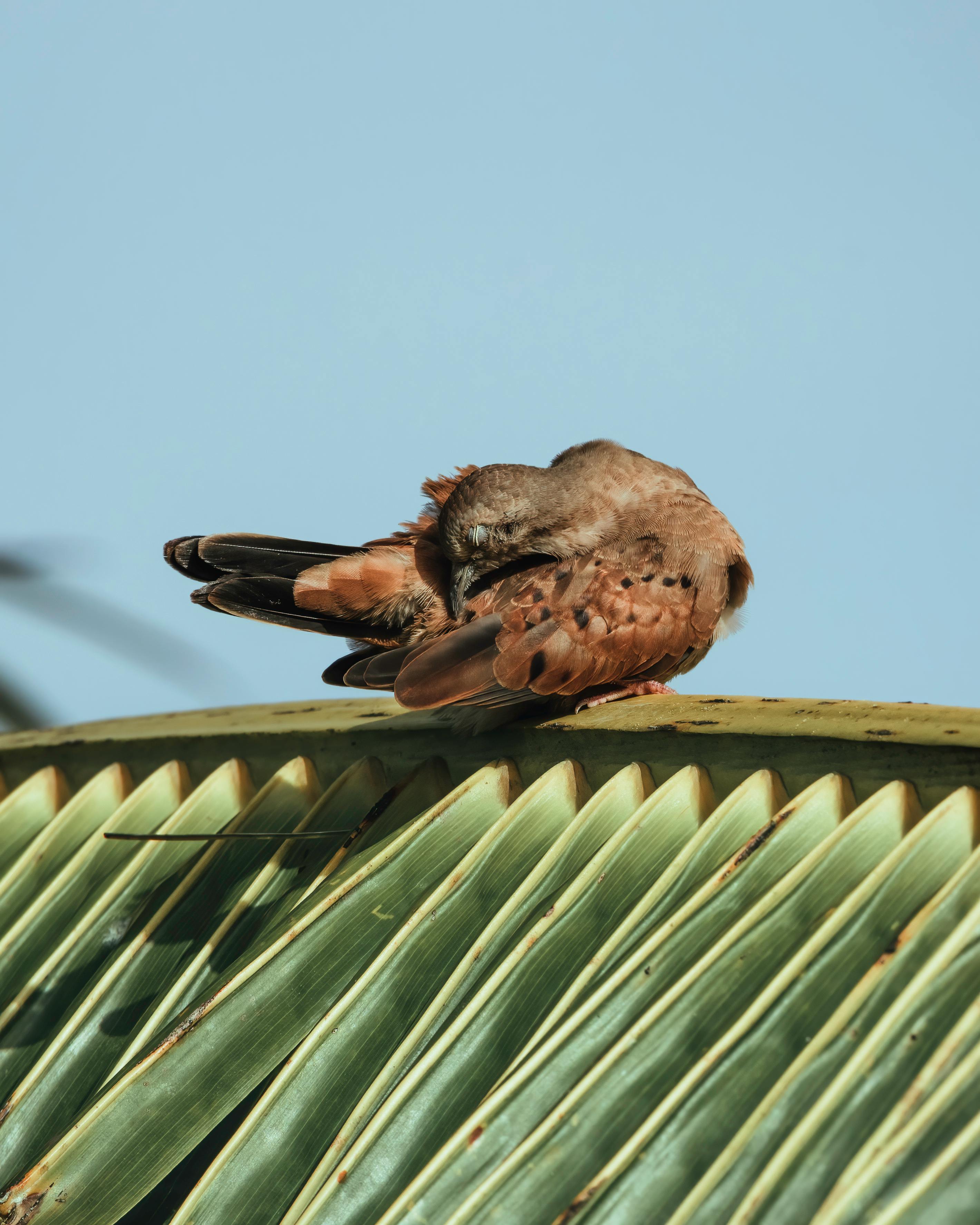 Sigma Wallpaper Pc Photos, Download The BEST Free Sigma Wallpaper Pc ...