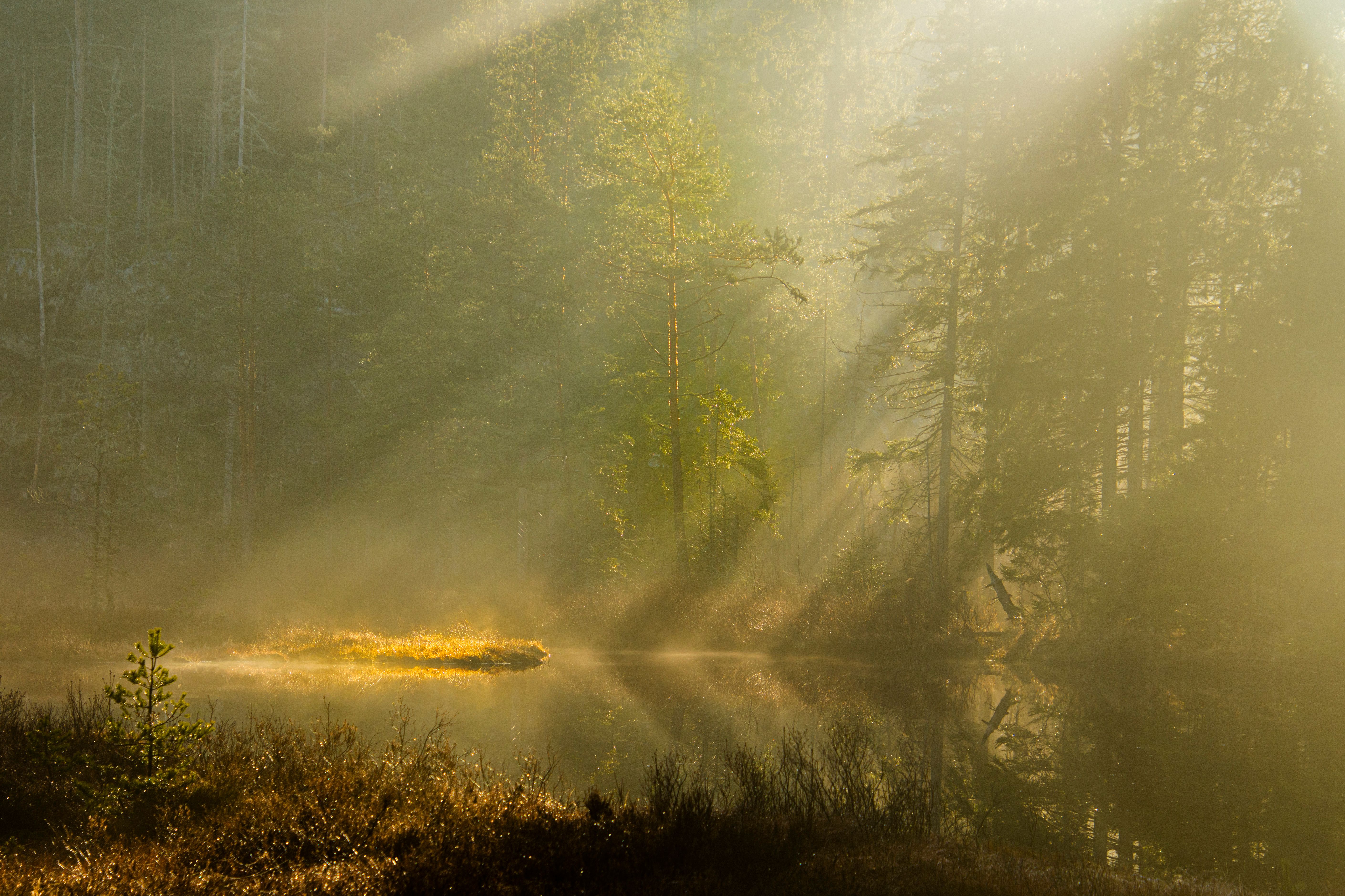 Sunlit Forest Scene with Morning Mist · Free Stock Photo