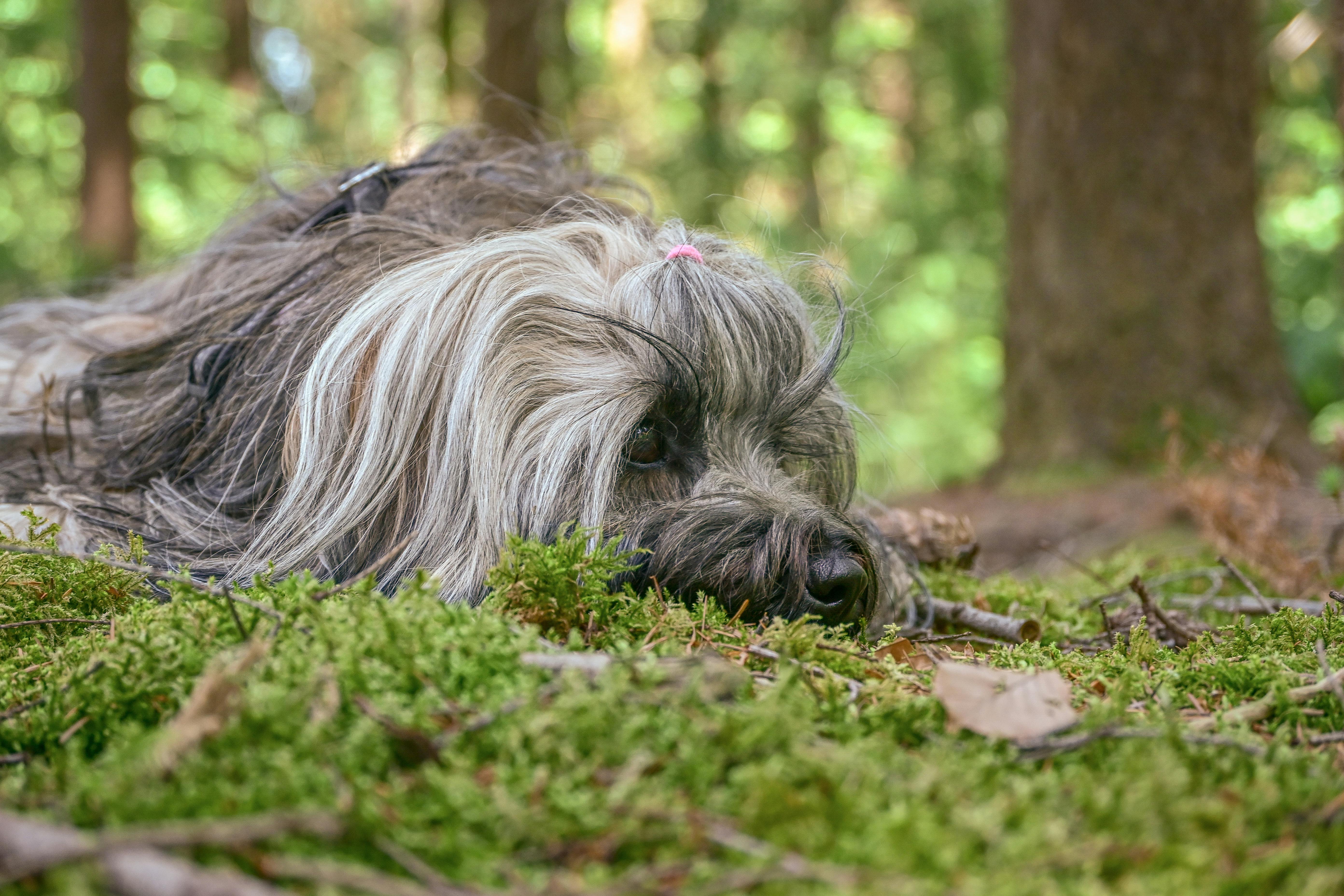 Relaxing dog on forest floor nature shot · Free Stock Photo