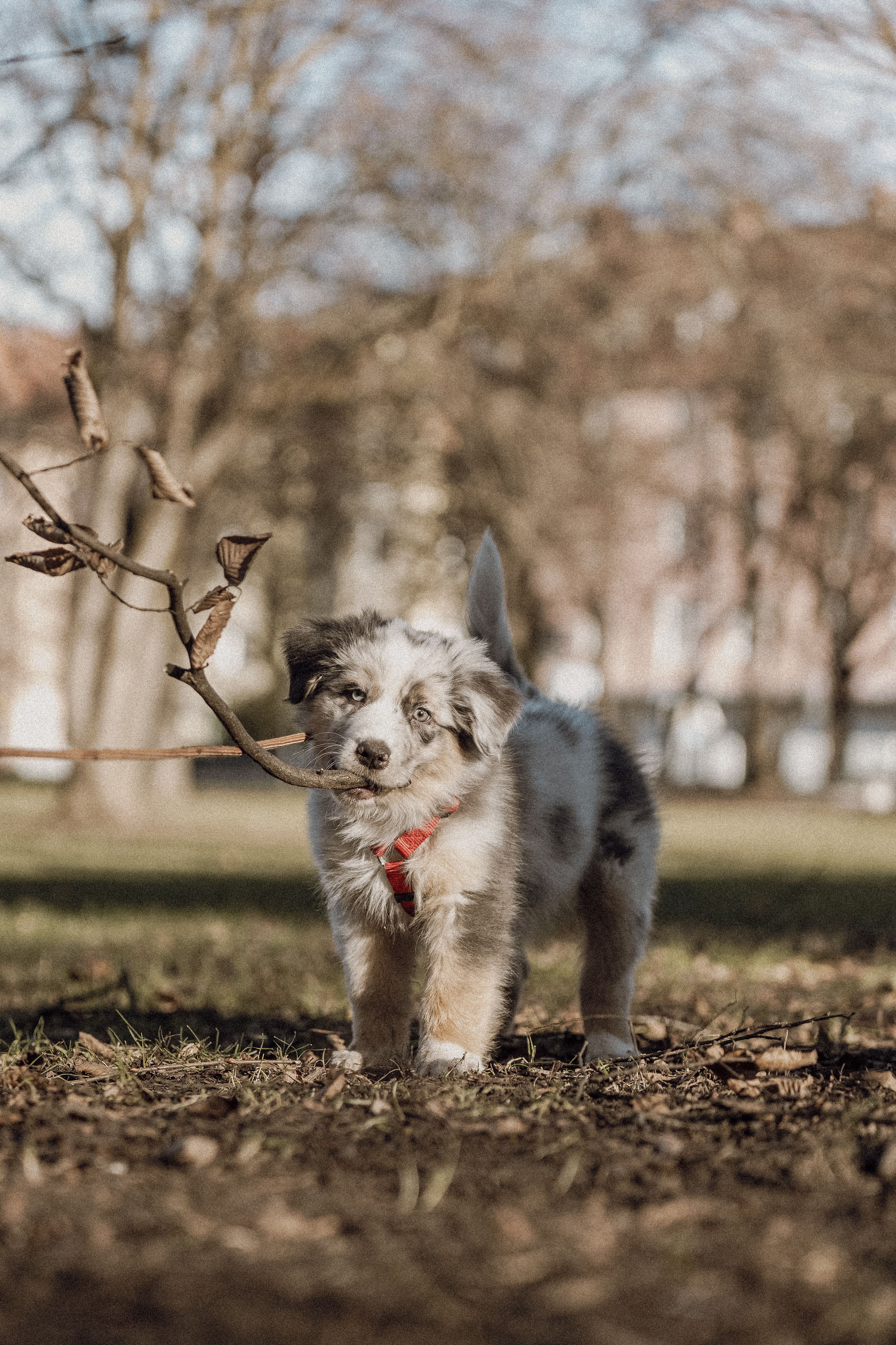 Dog Walking Around Dog Park Photos, Download The BEST Free Dog Walking ...