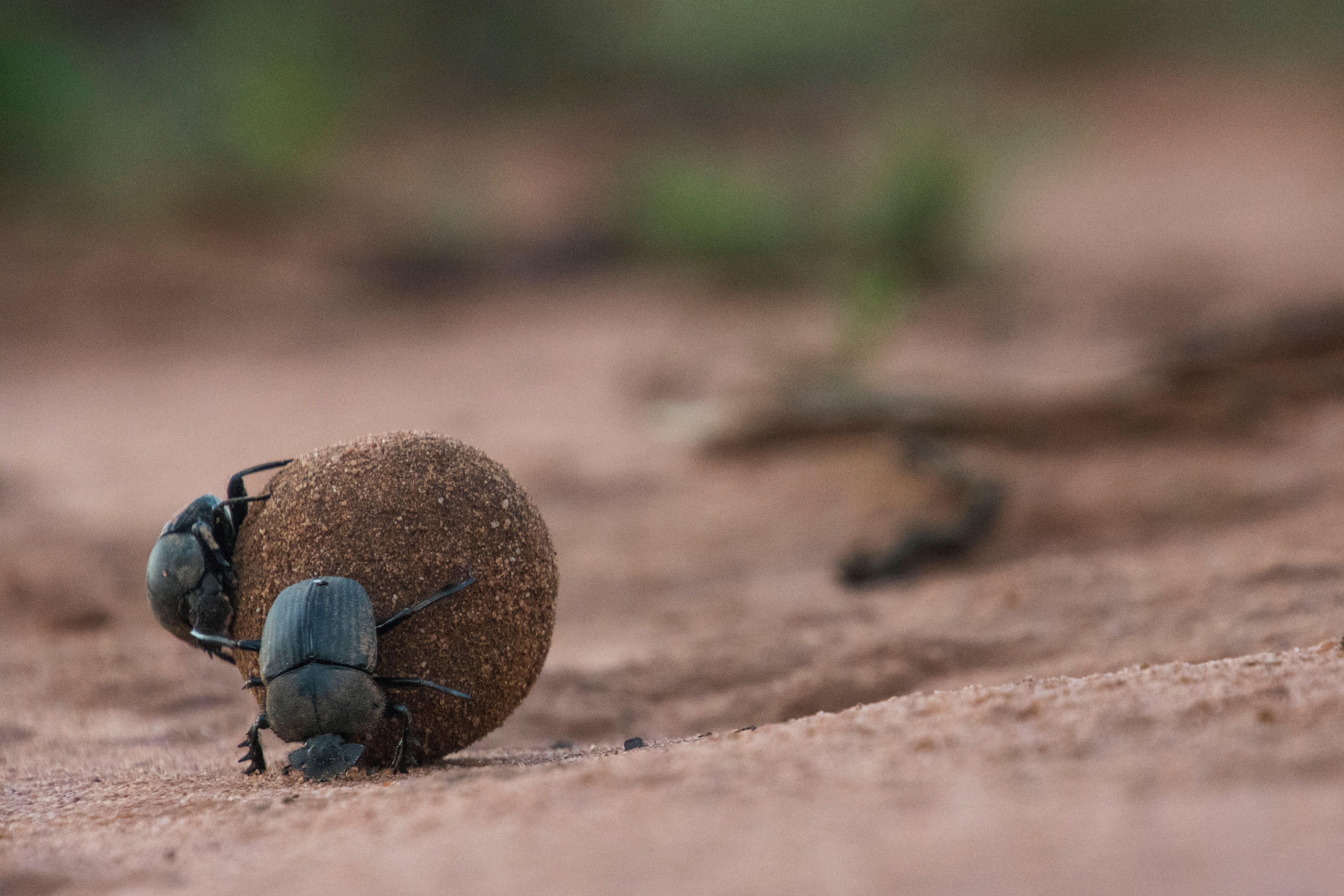 Close-Up of Dung Beetles Rolling a Dung Ball Outdoors · Free Stock Photo