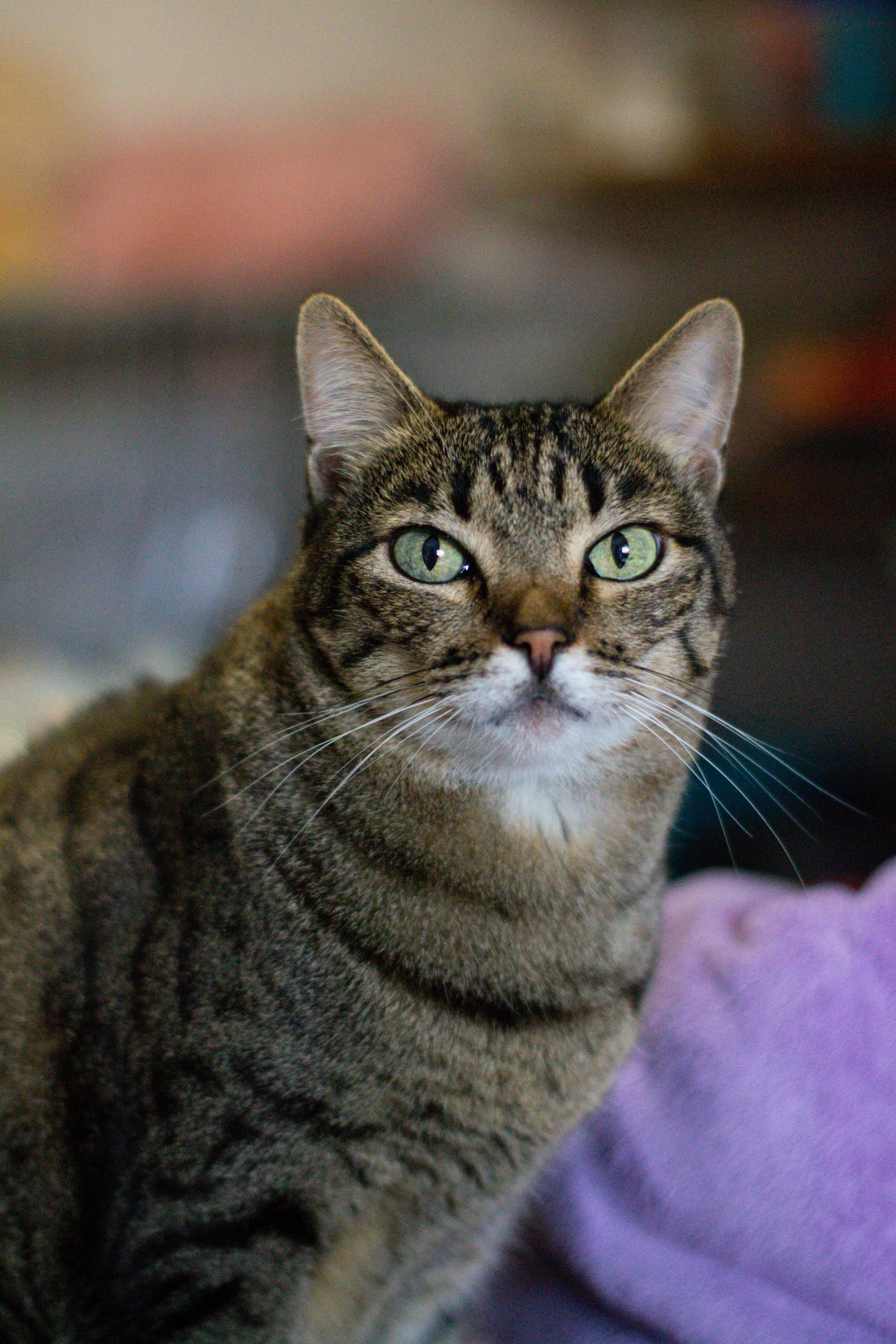Cute Cat Photos, Download The BEST Free Cute Cat Stock Photos & HD Images