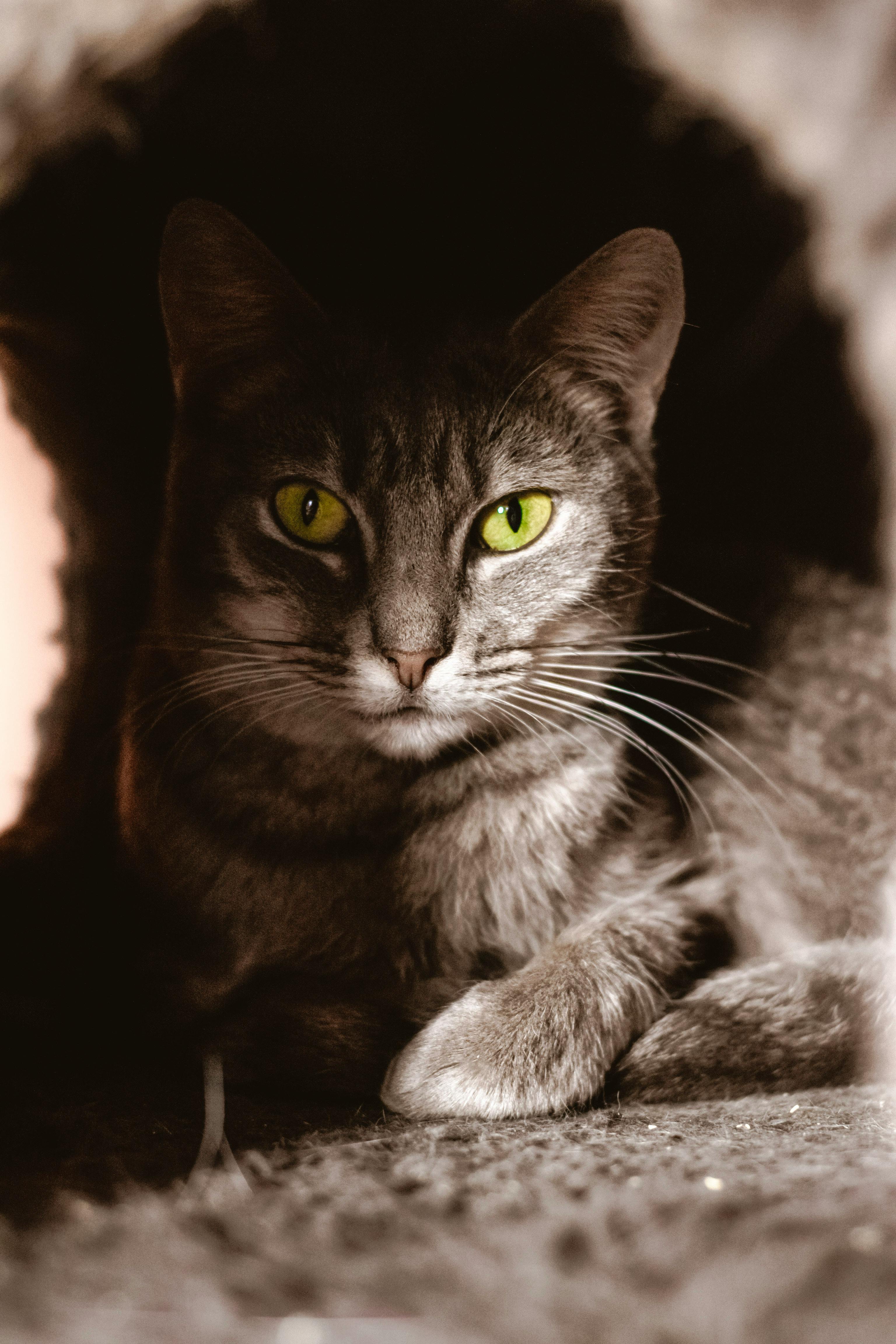Brazilian Cat with Striking Green Eyes in Shadowy Setting · Free Stock ...
