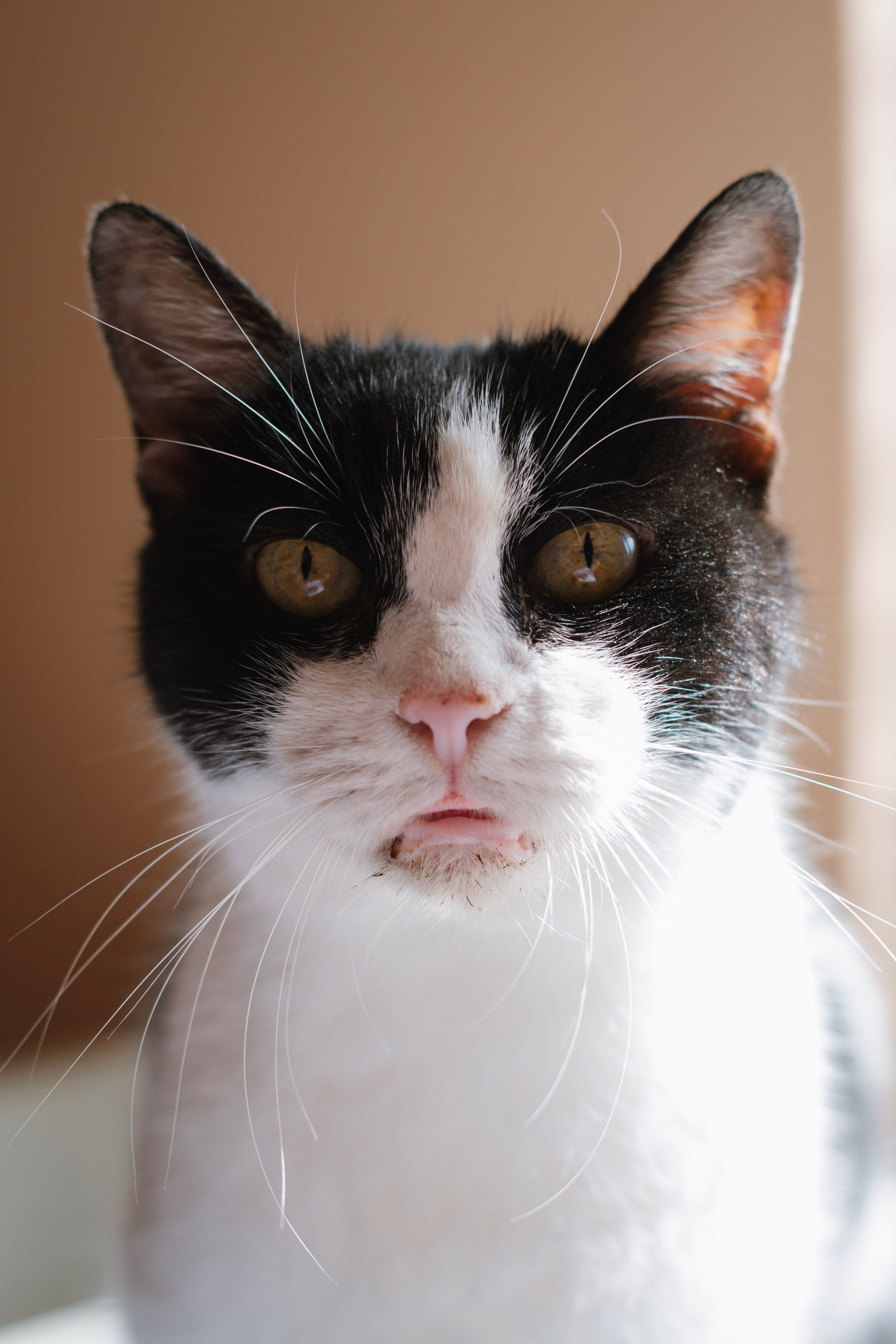 Cute Face Photos, Download The BEST Free Cute Face Stock Photos & HD Images