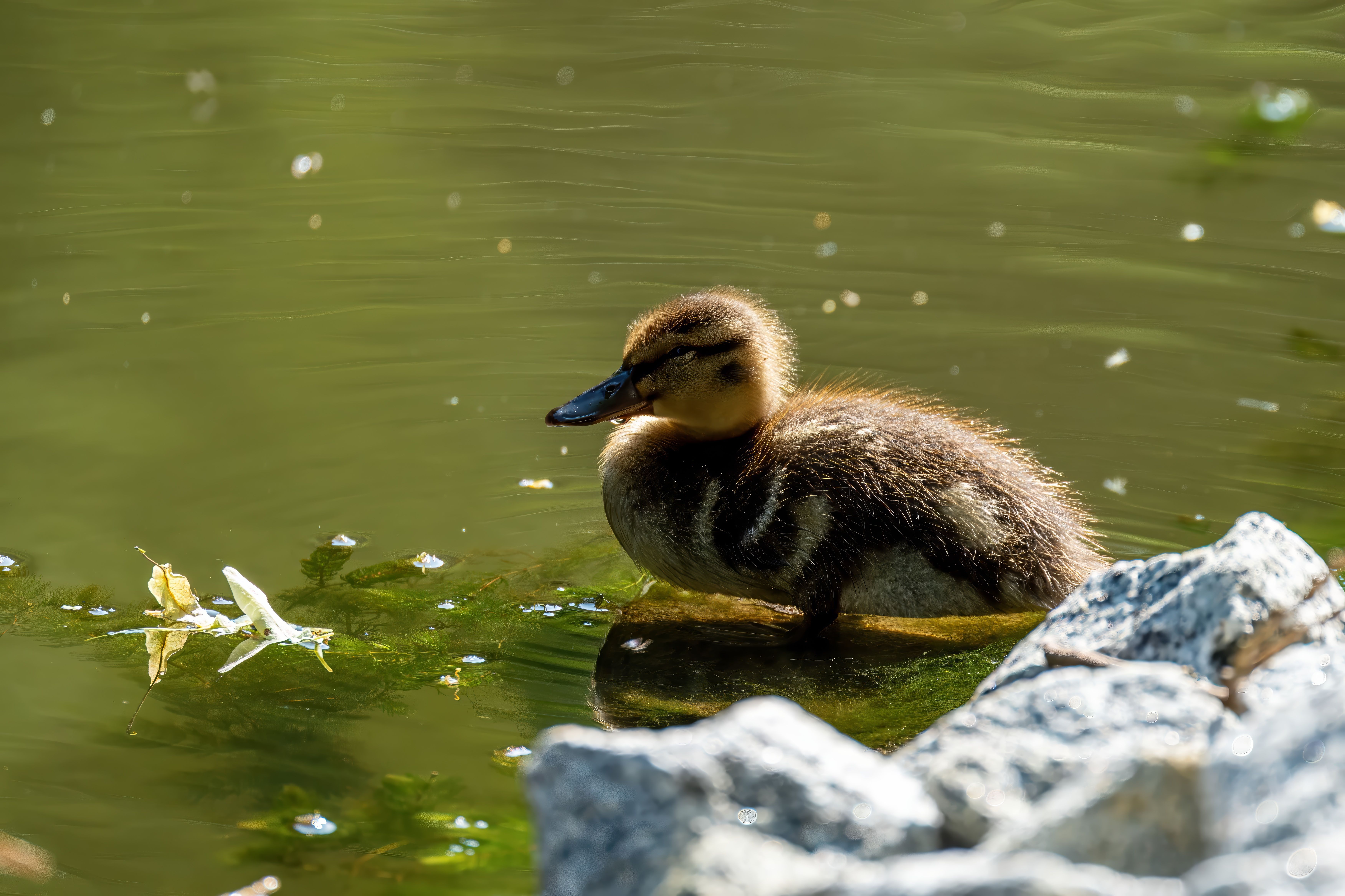 Baby Duck Water Photos, Download The BEST Free Baby Duck Water Stock ...