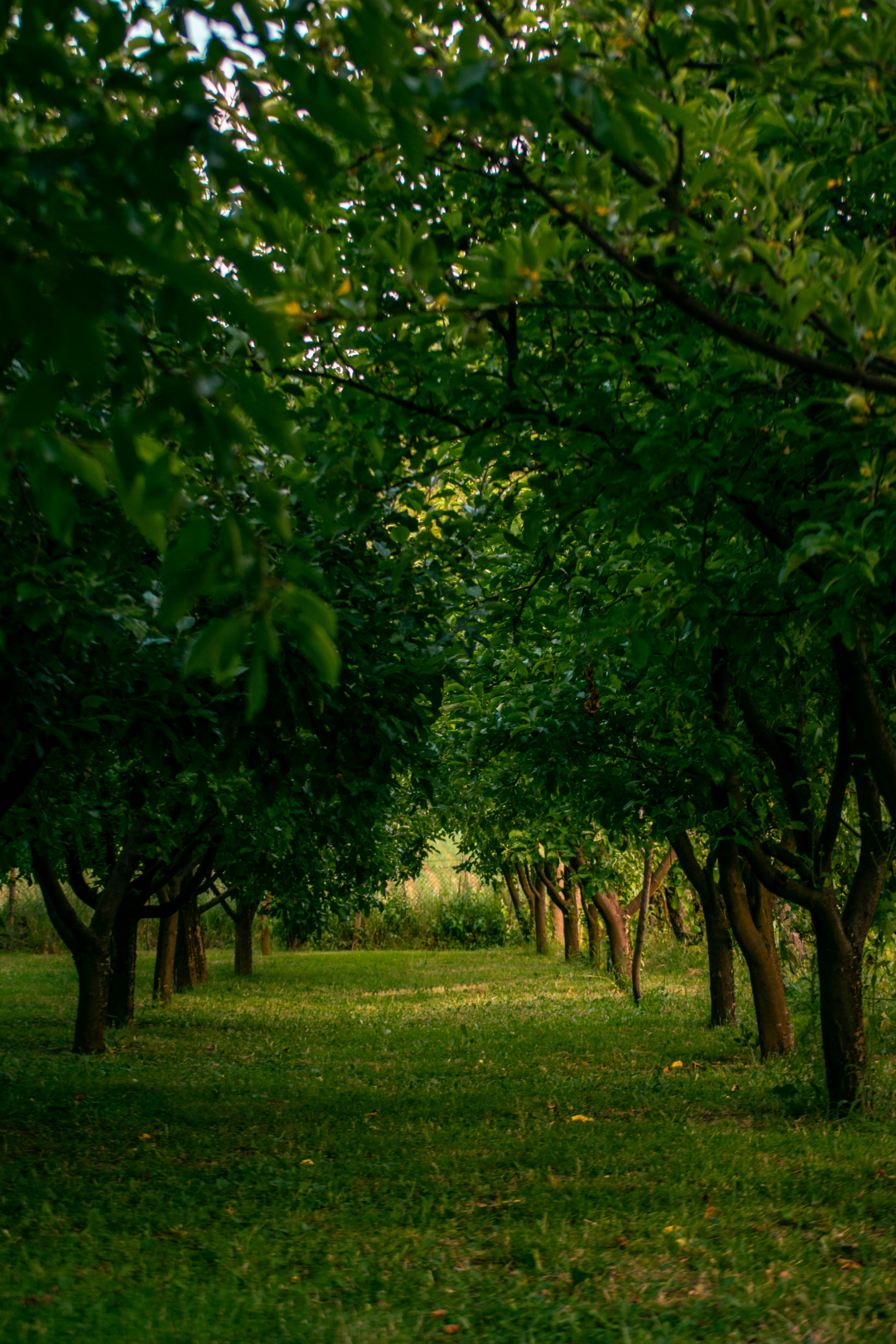 Lush Orchard Pathway in Romania at Daytime · Free Stock Photo