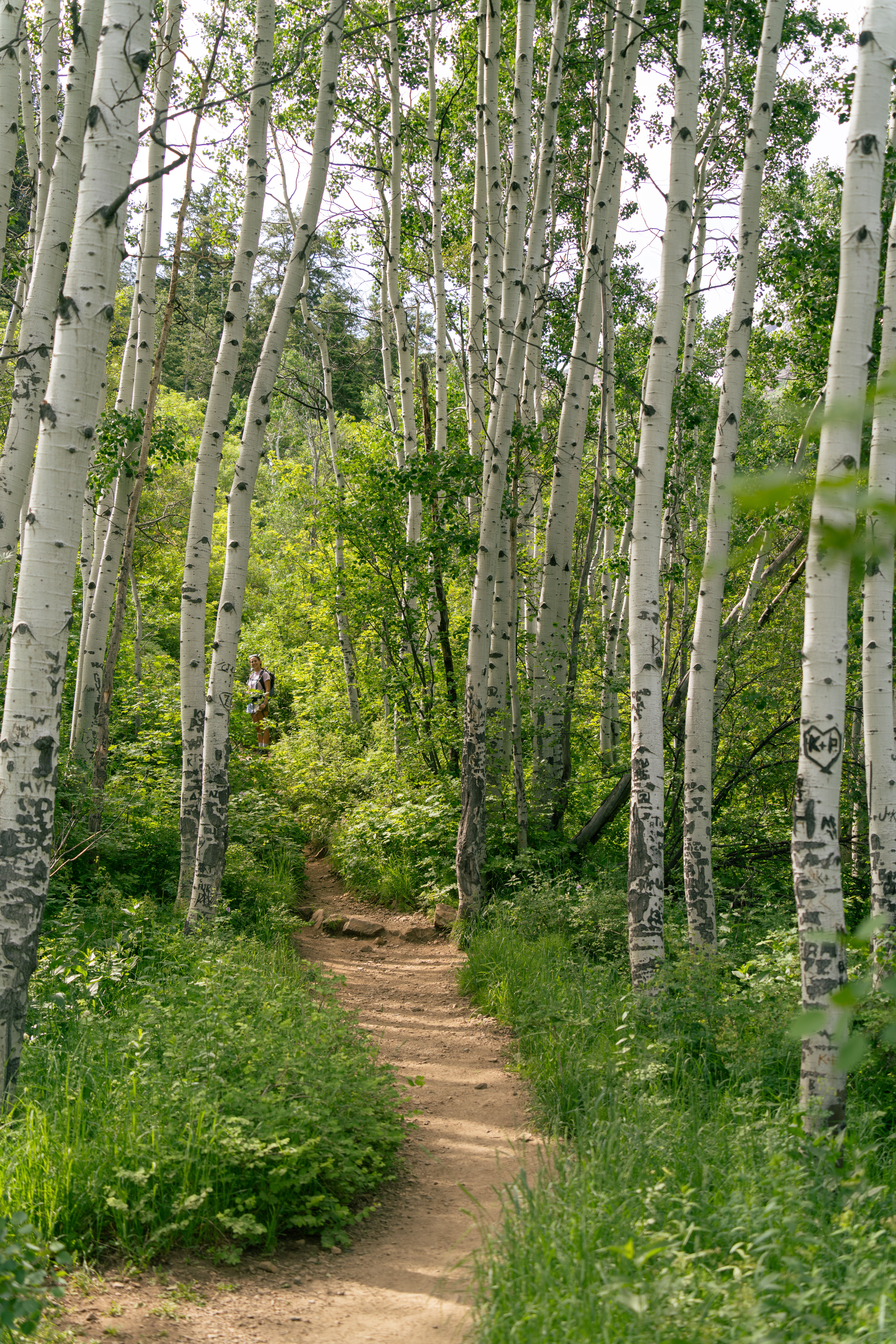 Women Aspen Trees Photos, Download The BEST Free Women Aspen Trees ...