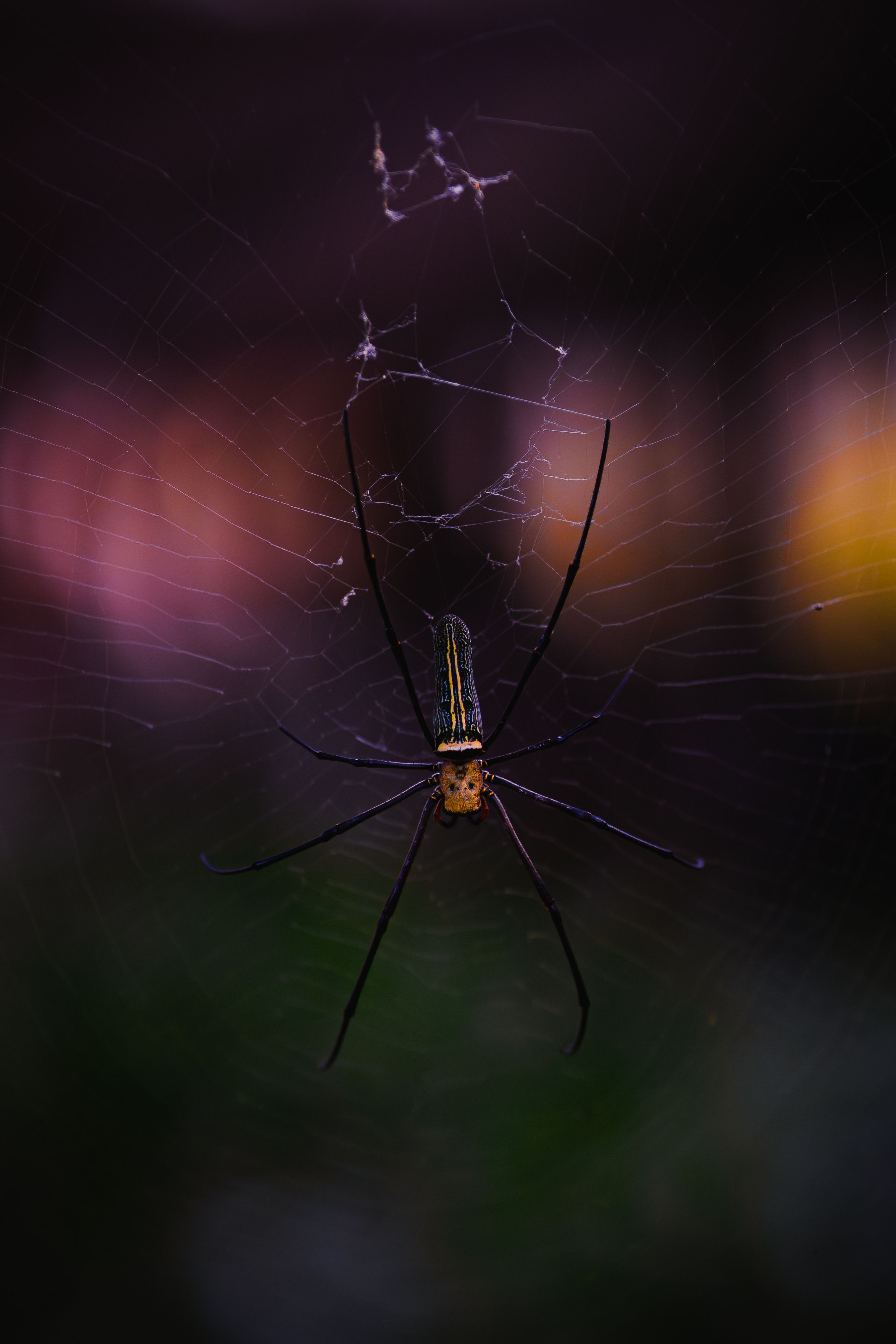 Spider in Focus on Intricate Web at Twilight · Free Stock Photo