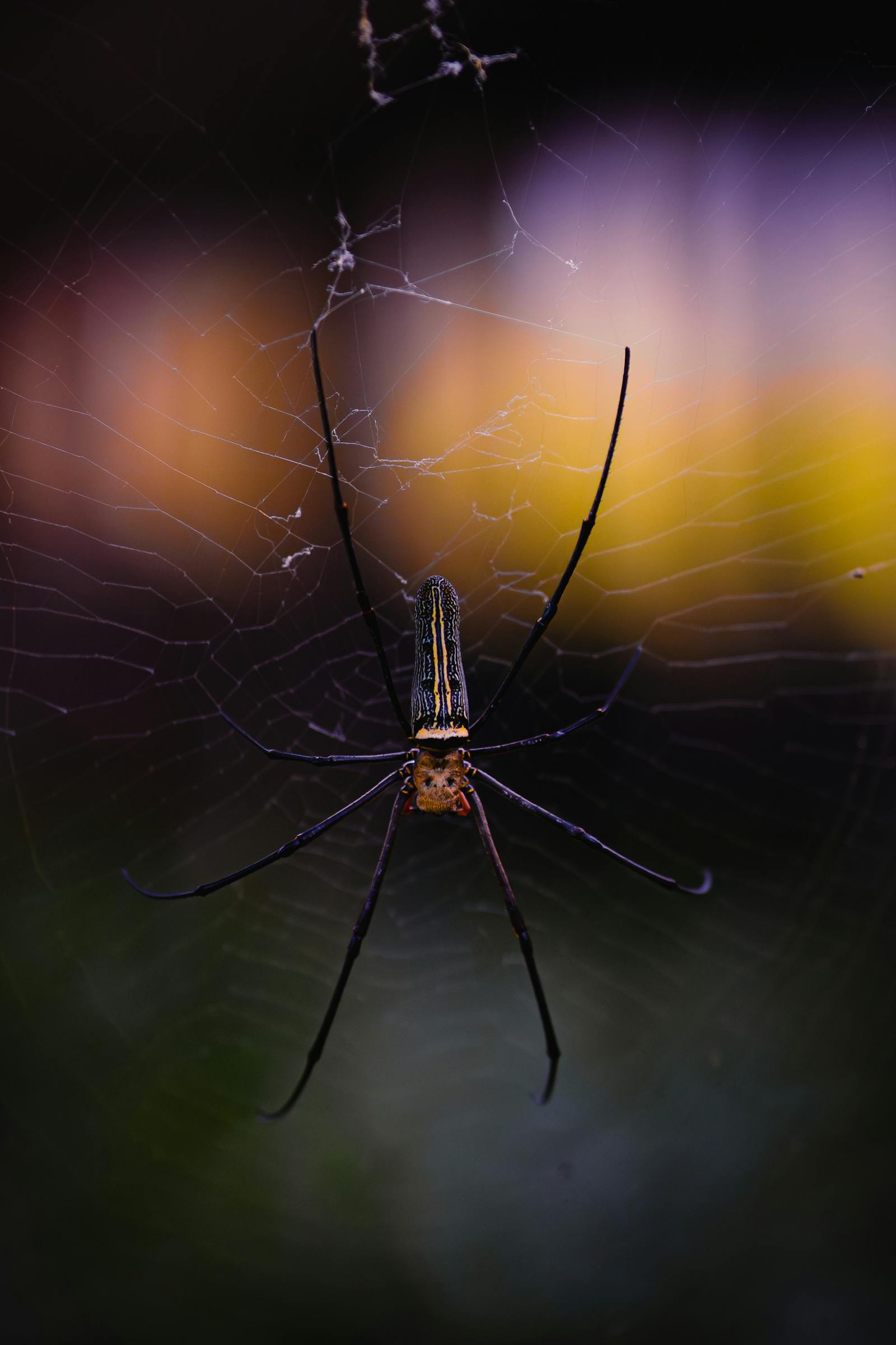 Orange Web Designers Photos, Download The BEST Free Orange Web ...