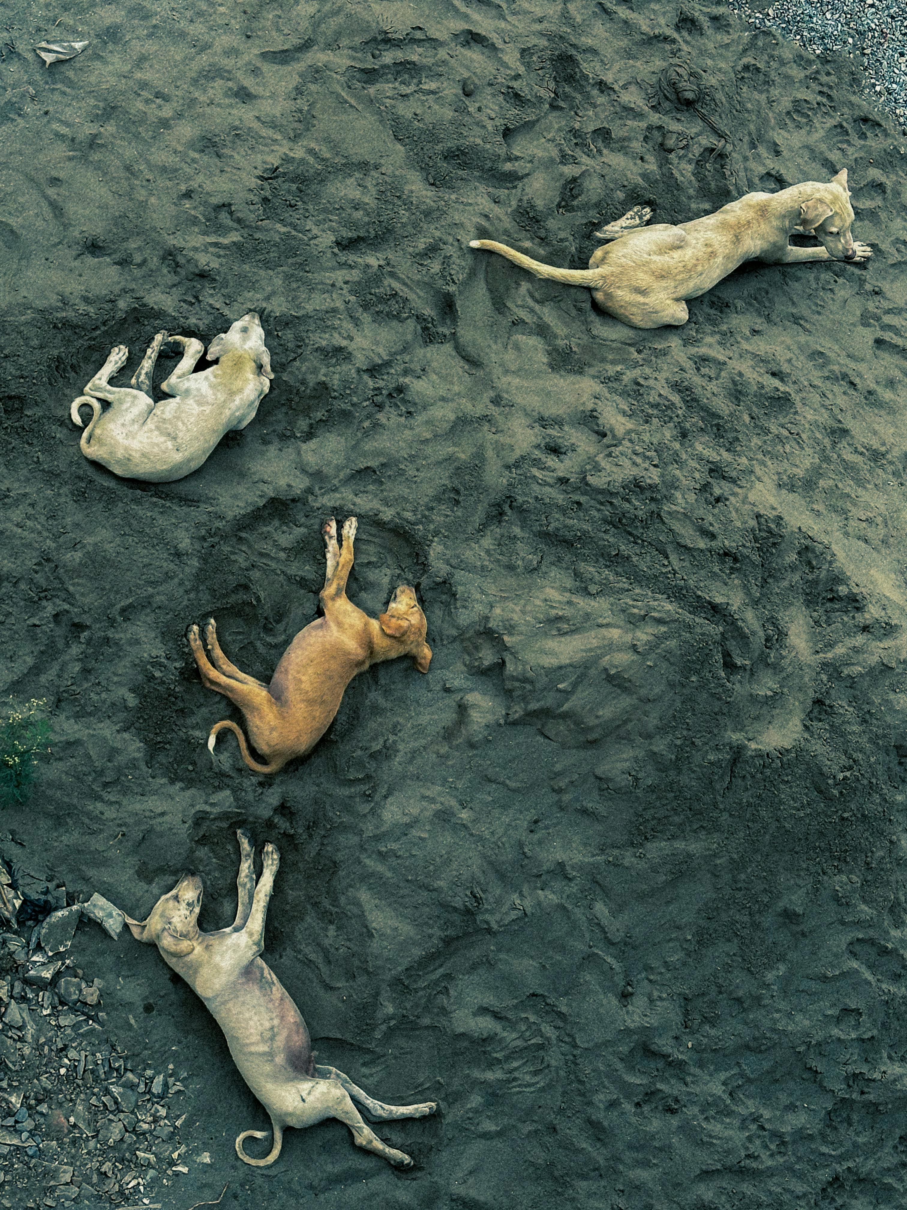 Animated Dogs Photos, Download The BEST Free Animated Dogs Stock Photos ...