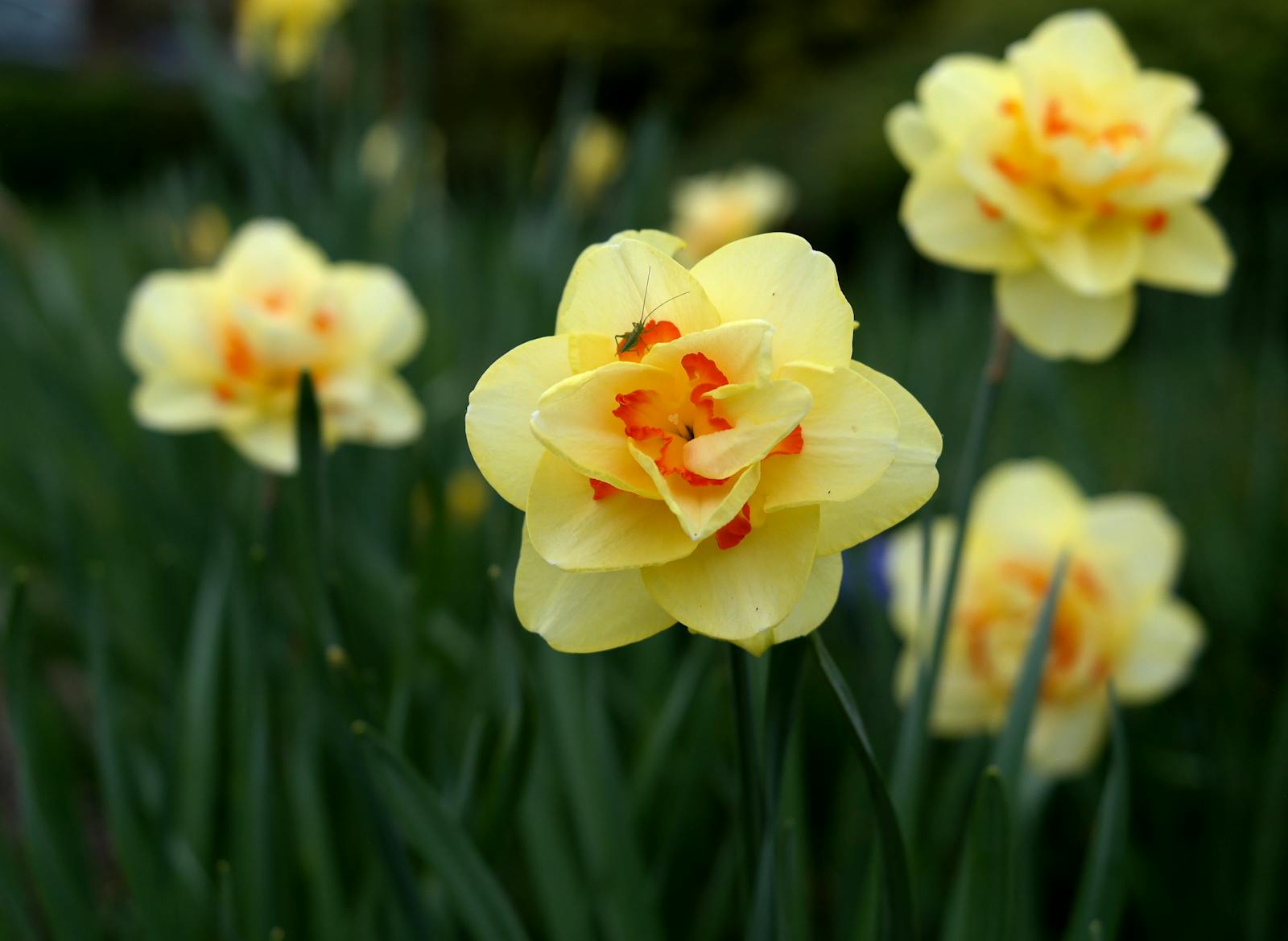 Daffodil Photos, Download The BEST Free Daffodil Stock Photos & HD Images
