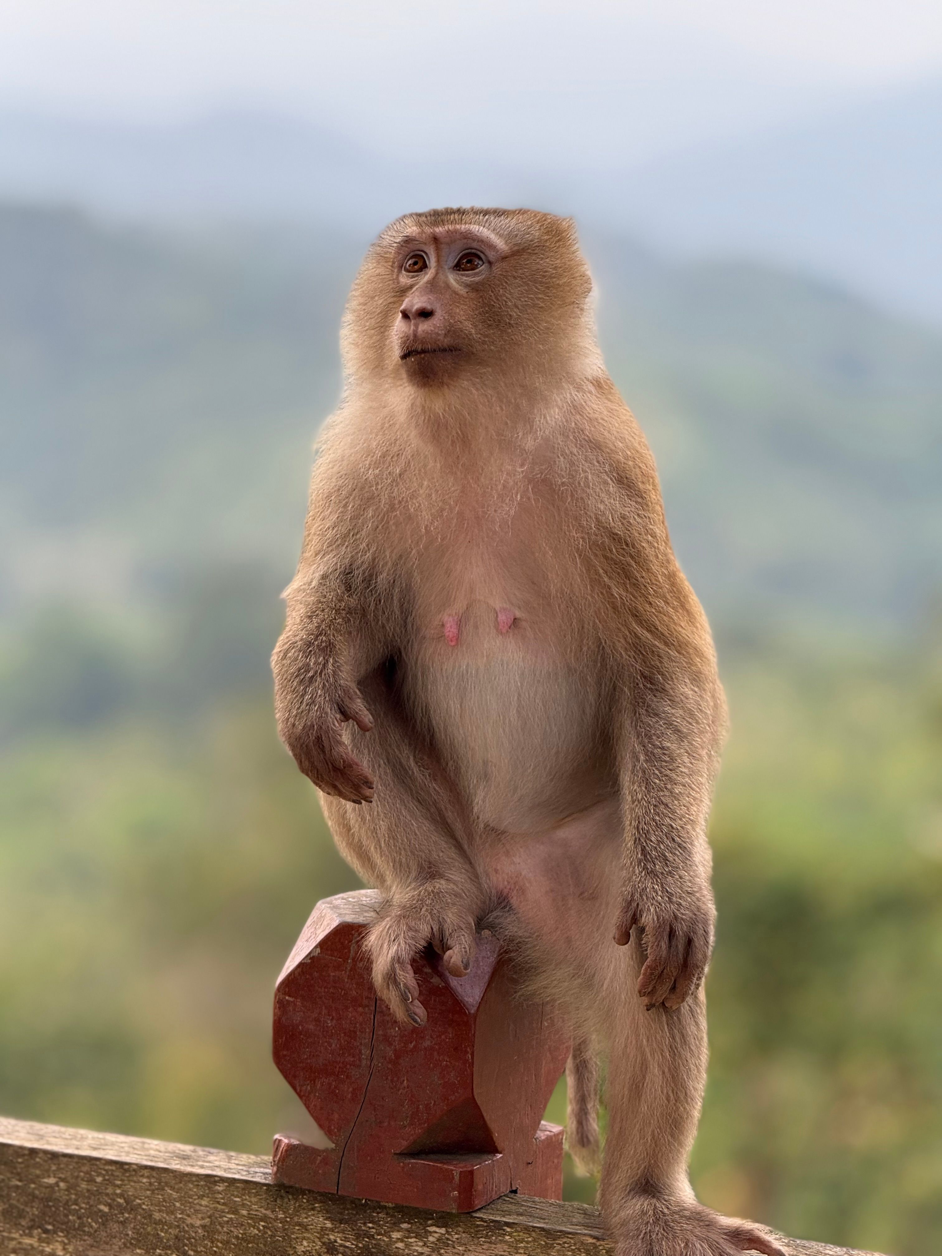 Ledis Monkey Photos, Download The BEST Free Ledis Monkey Stock Photos ...