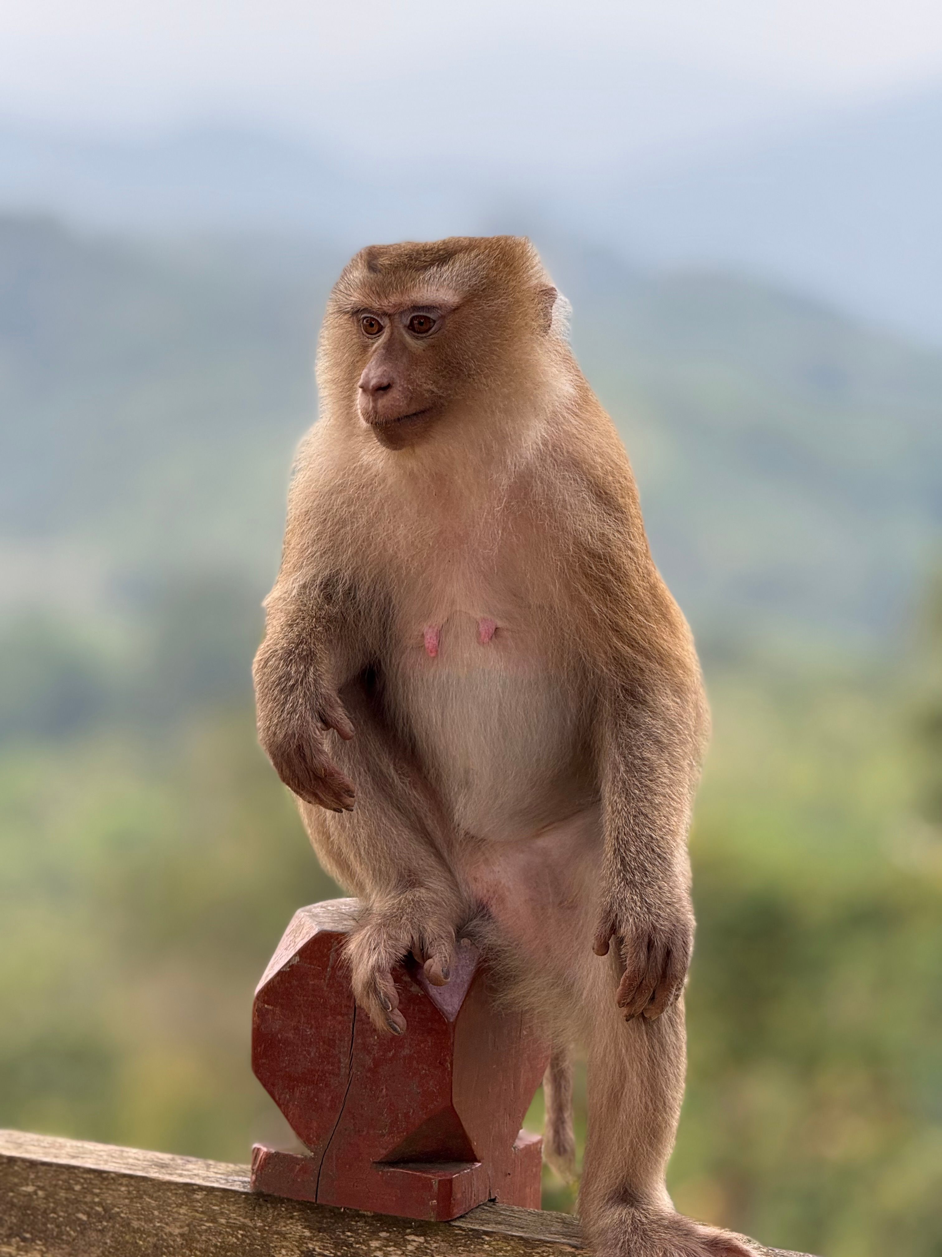 Curious Monkey in Scenic Phuket Landscape · Free Stock Photo
