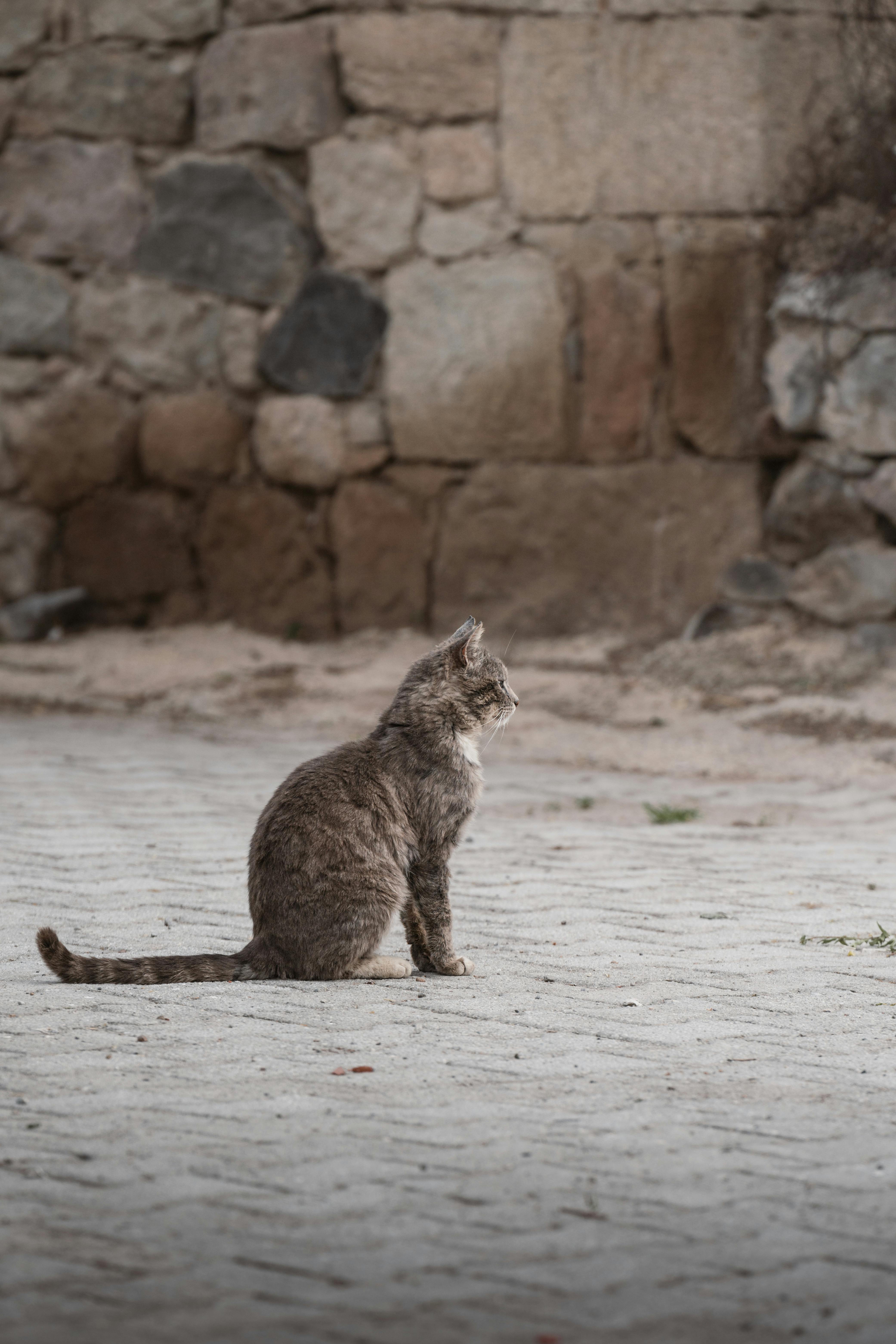 4k Meme Cat Wallpaper Photos, Download The BEST Free 4k Meme Cat ...