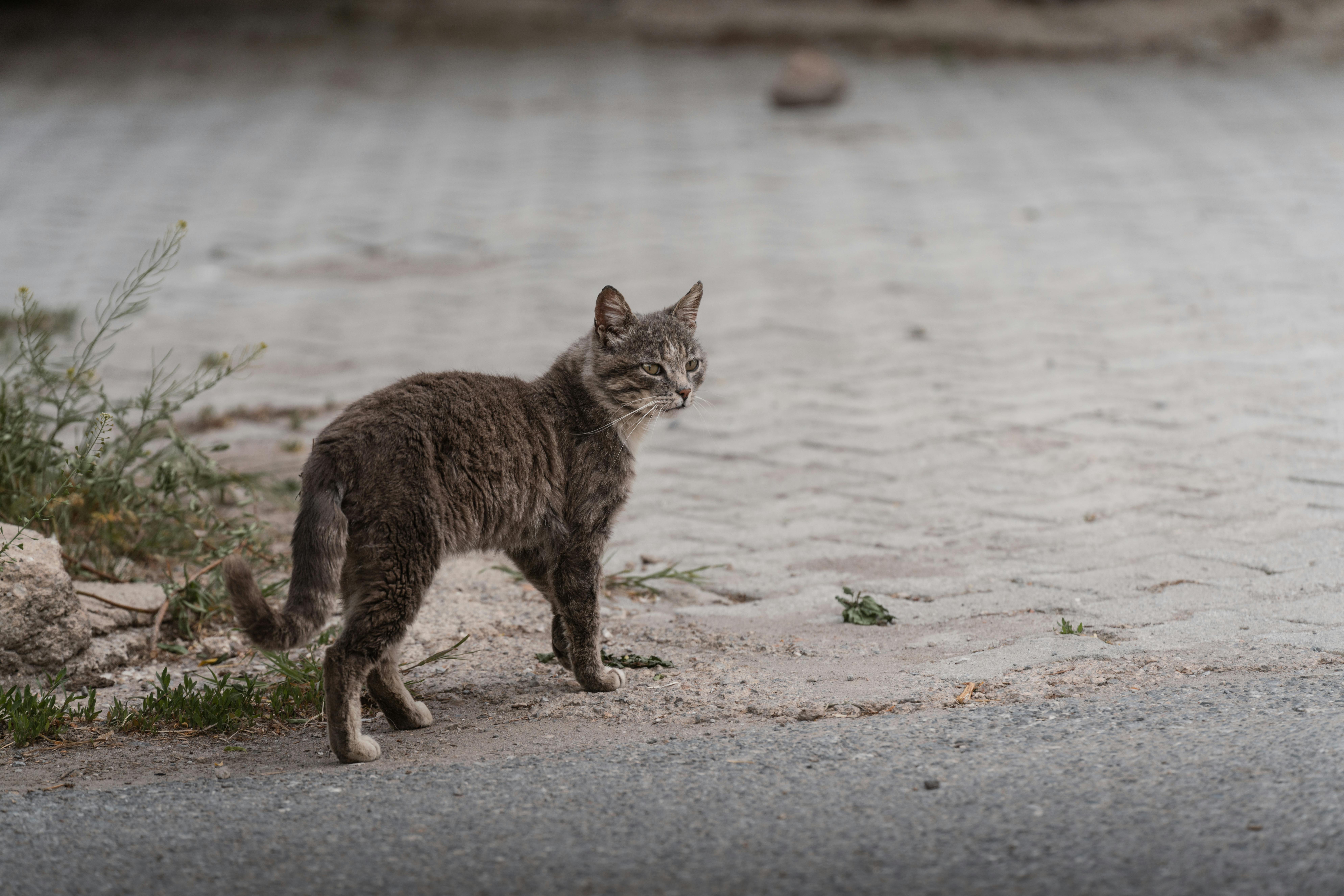 4k Meme Cat Wallpaper Photos, Download The BEST Free 4k Meme Cat ...