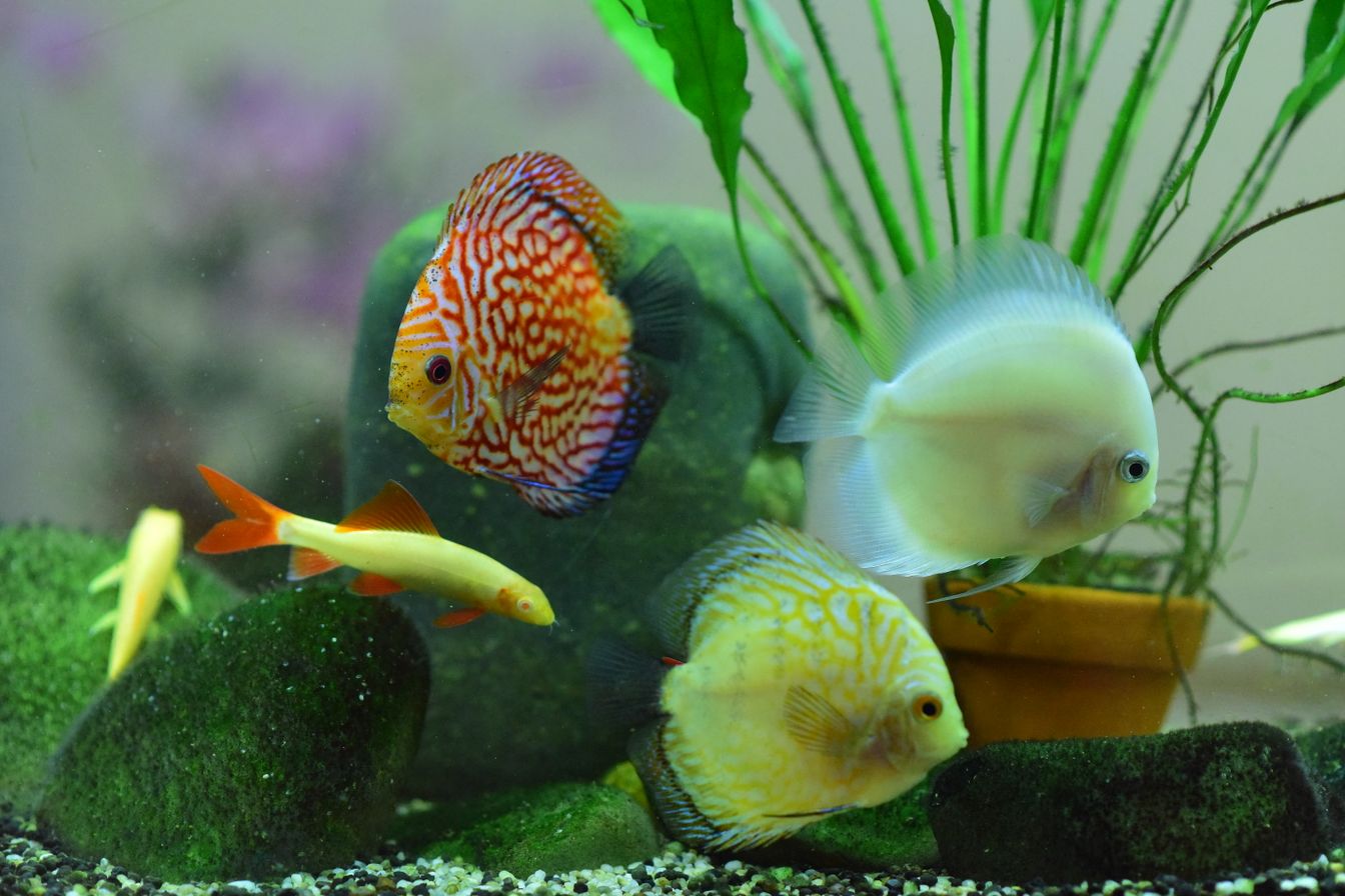 freshwater aquarium plants list with pictures and types