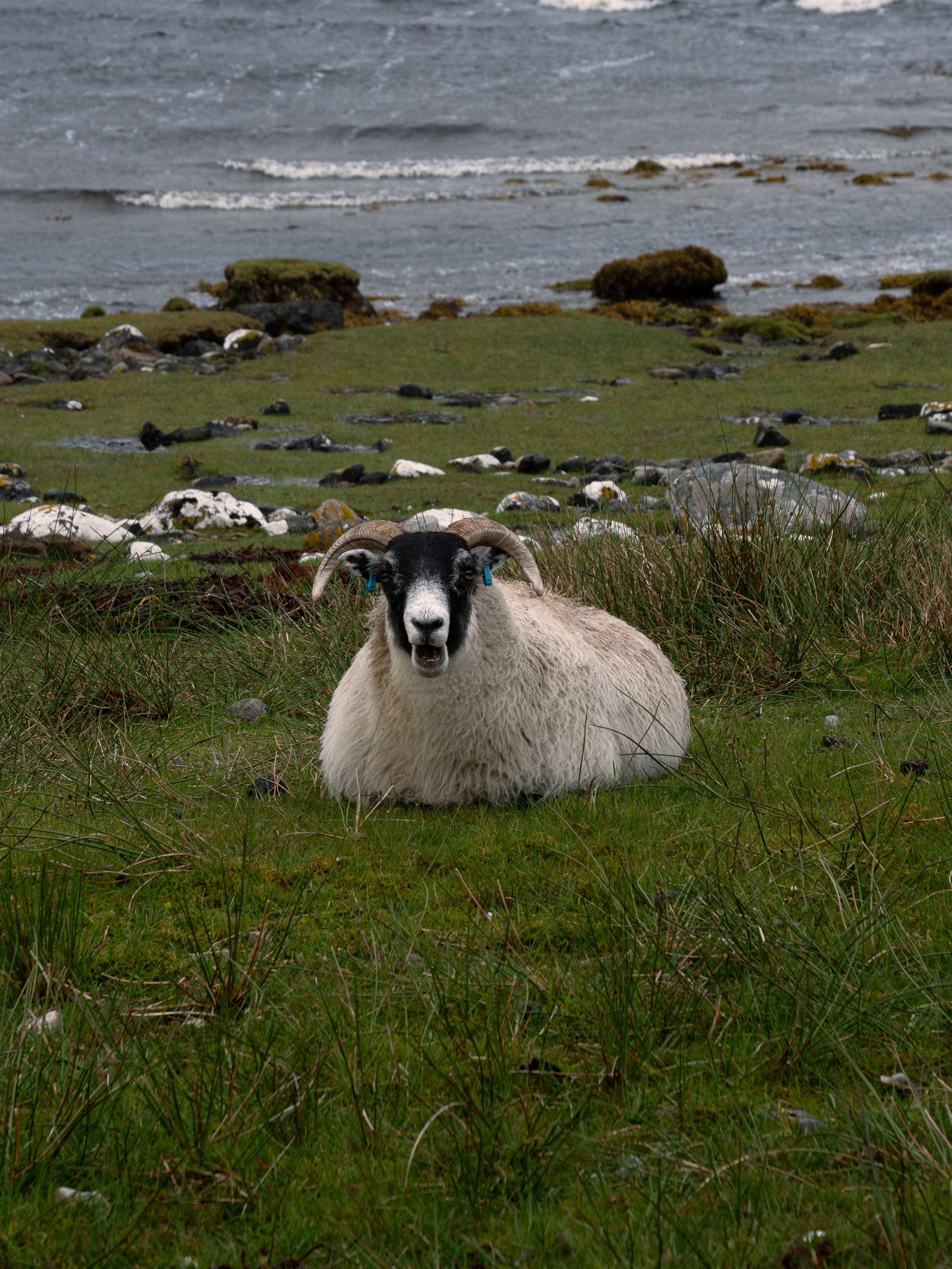 Scottish Sheep by the Rocky Coastal Shore · Free Stock Photo