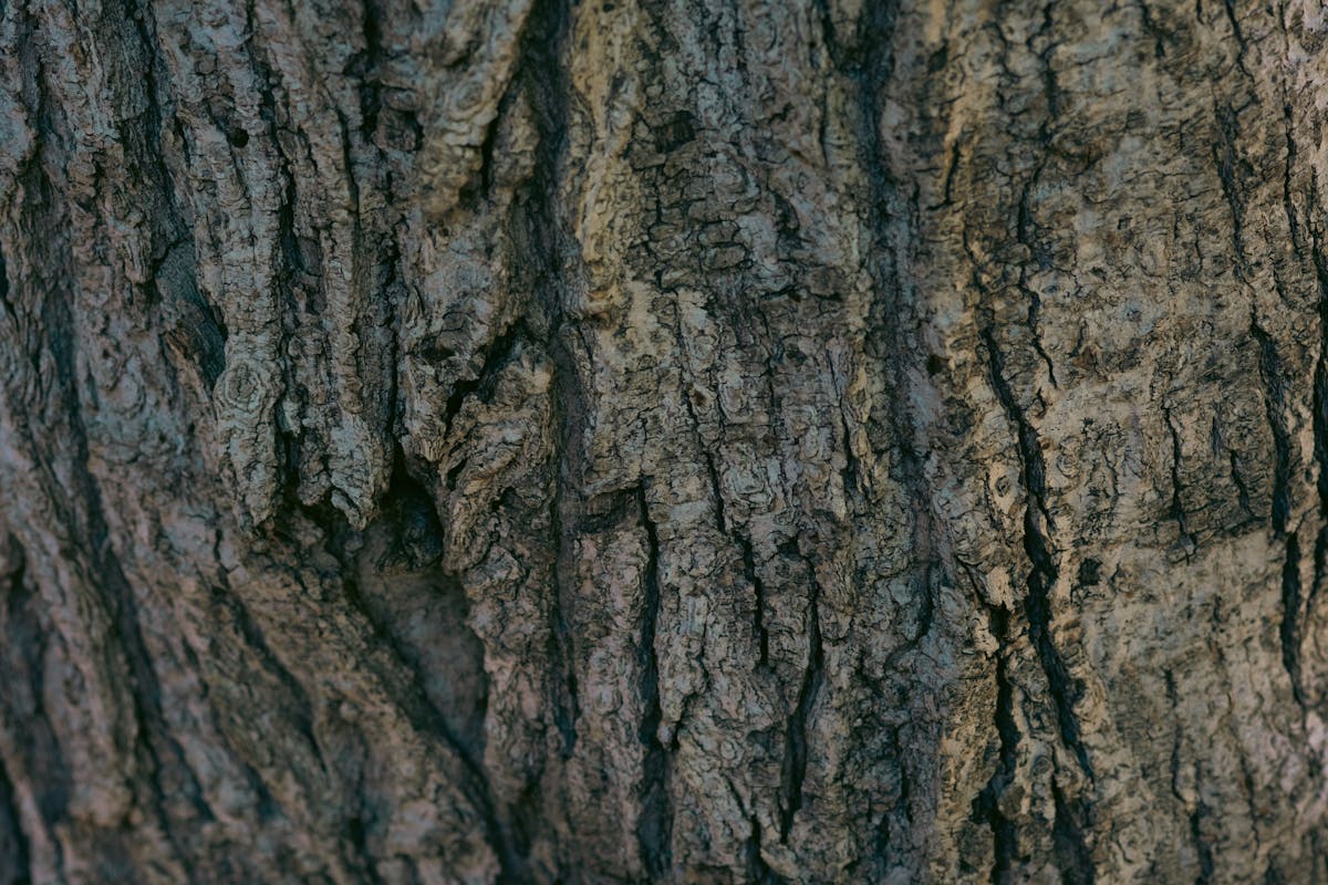 Tree Without Background Photos, Download The BEST Free Tree Without ...