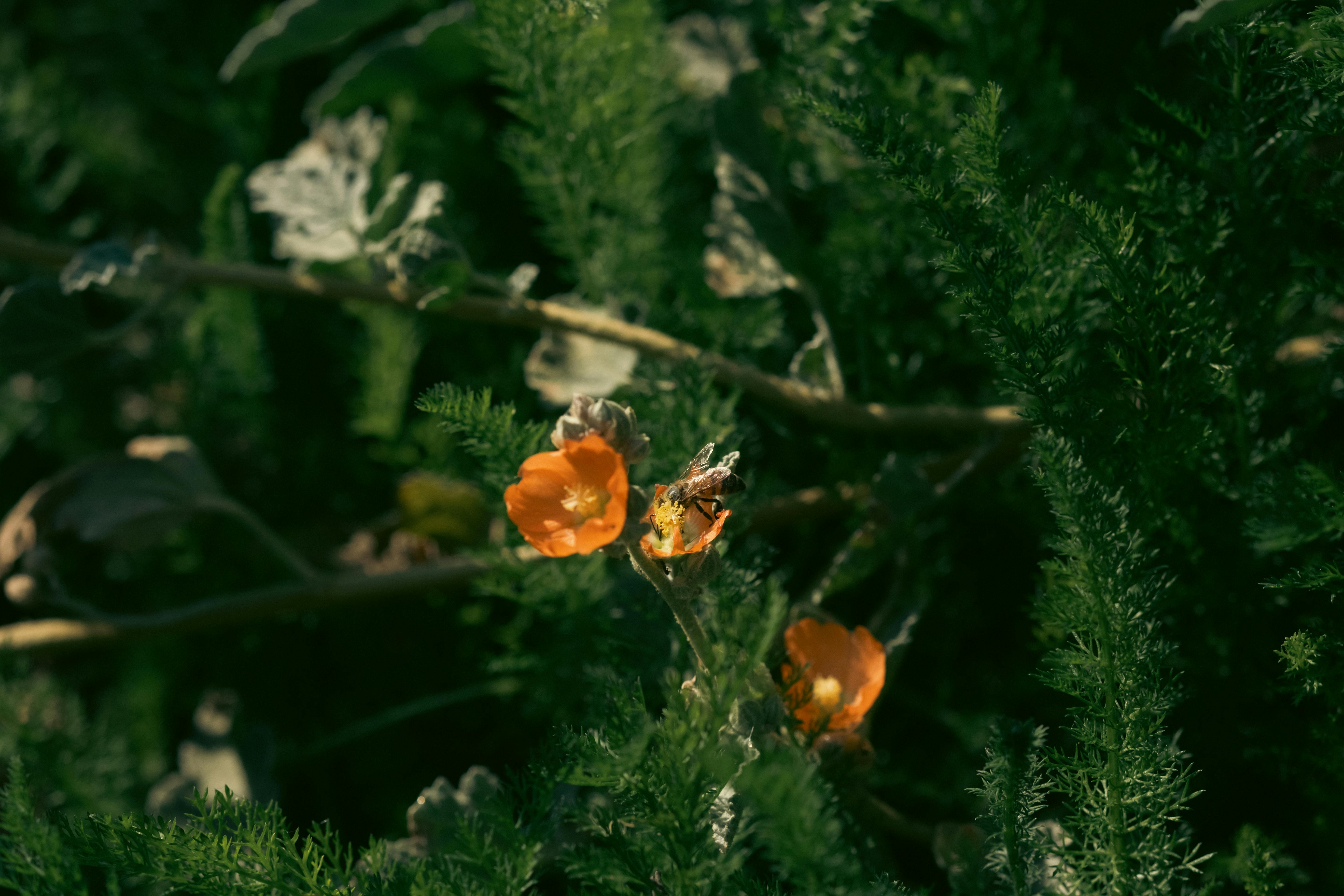 Lac Insect Photos, Download The BEST Free Lac Insect Stock Photos & HD ...