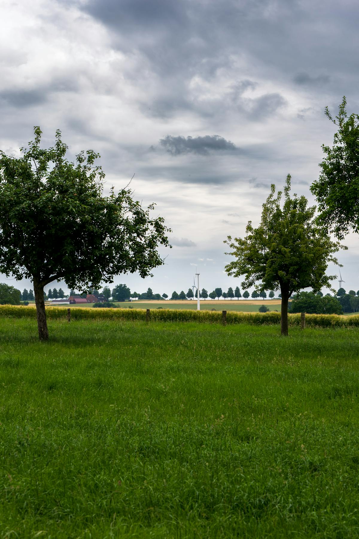 Tree Line Photos, Download The BEST Free Tree Line Stock Photos & HD Images