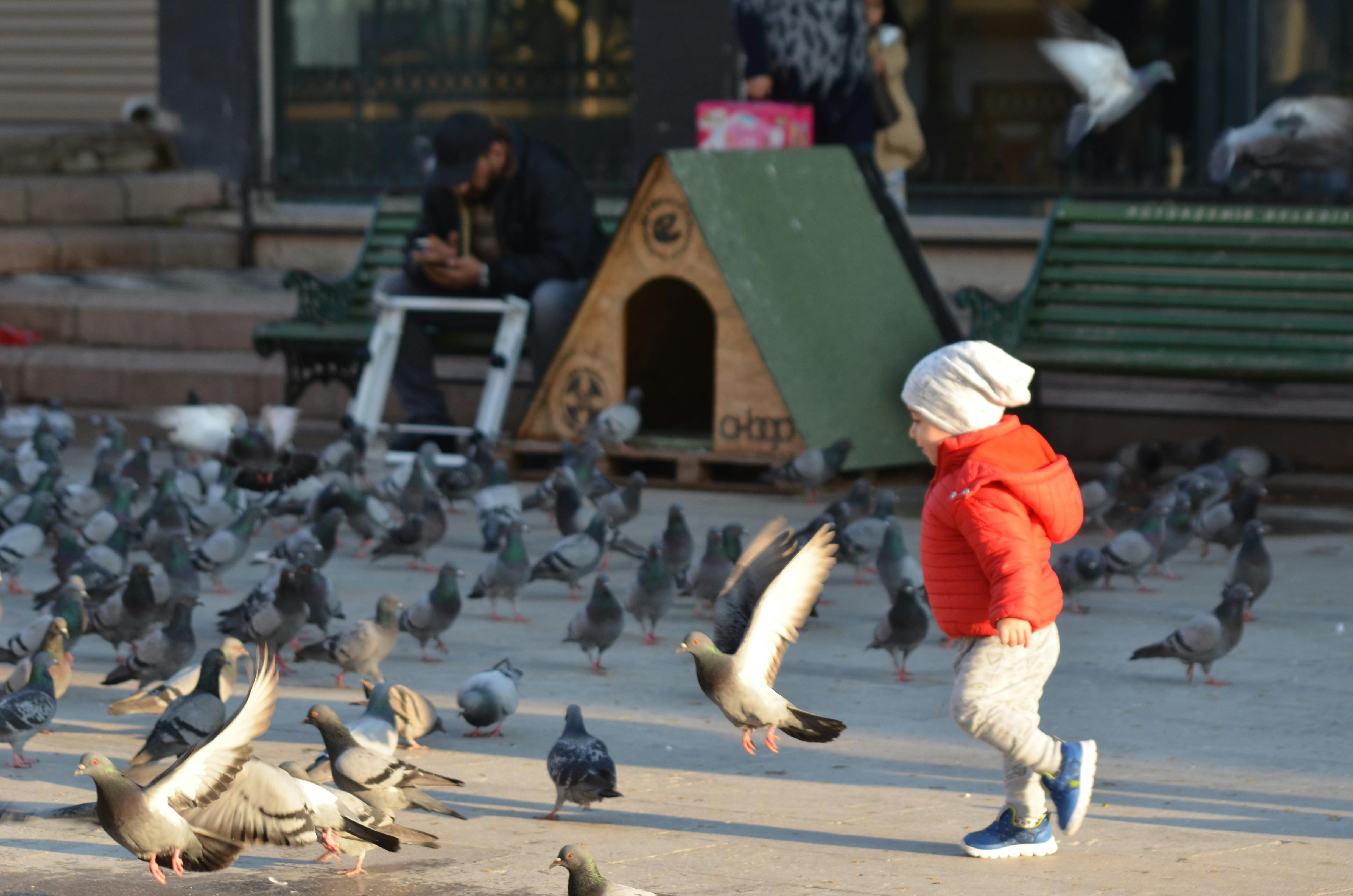 Child Chasing Pigeons in Urban Park · Free Stock Photo