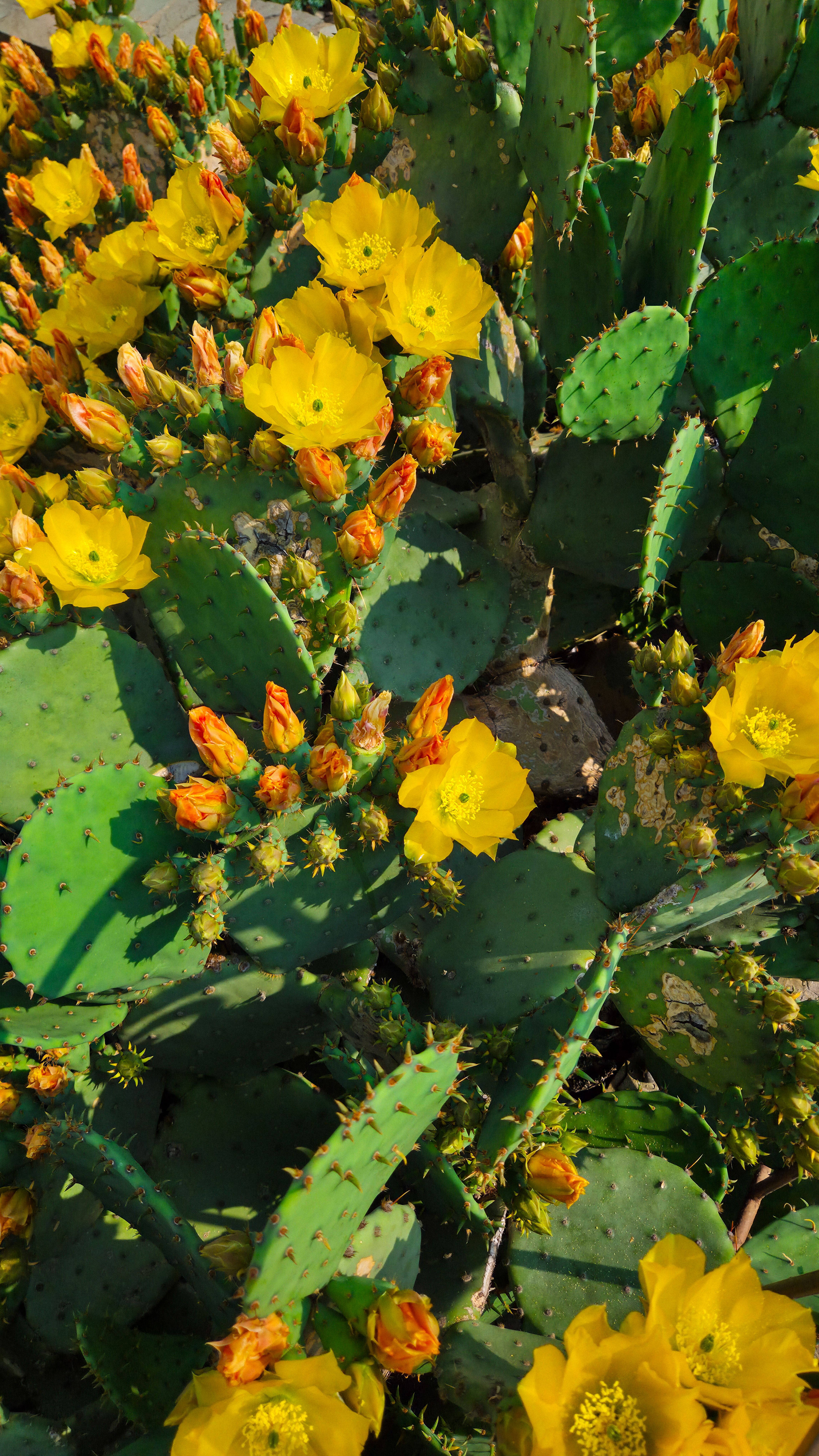 Vibrant Yellow Cactus Flowers in Bloom · Free Stock Photo