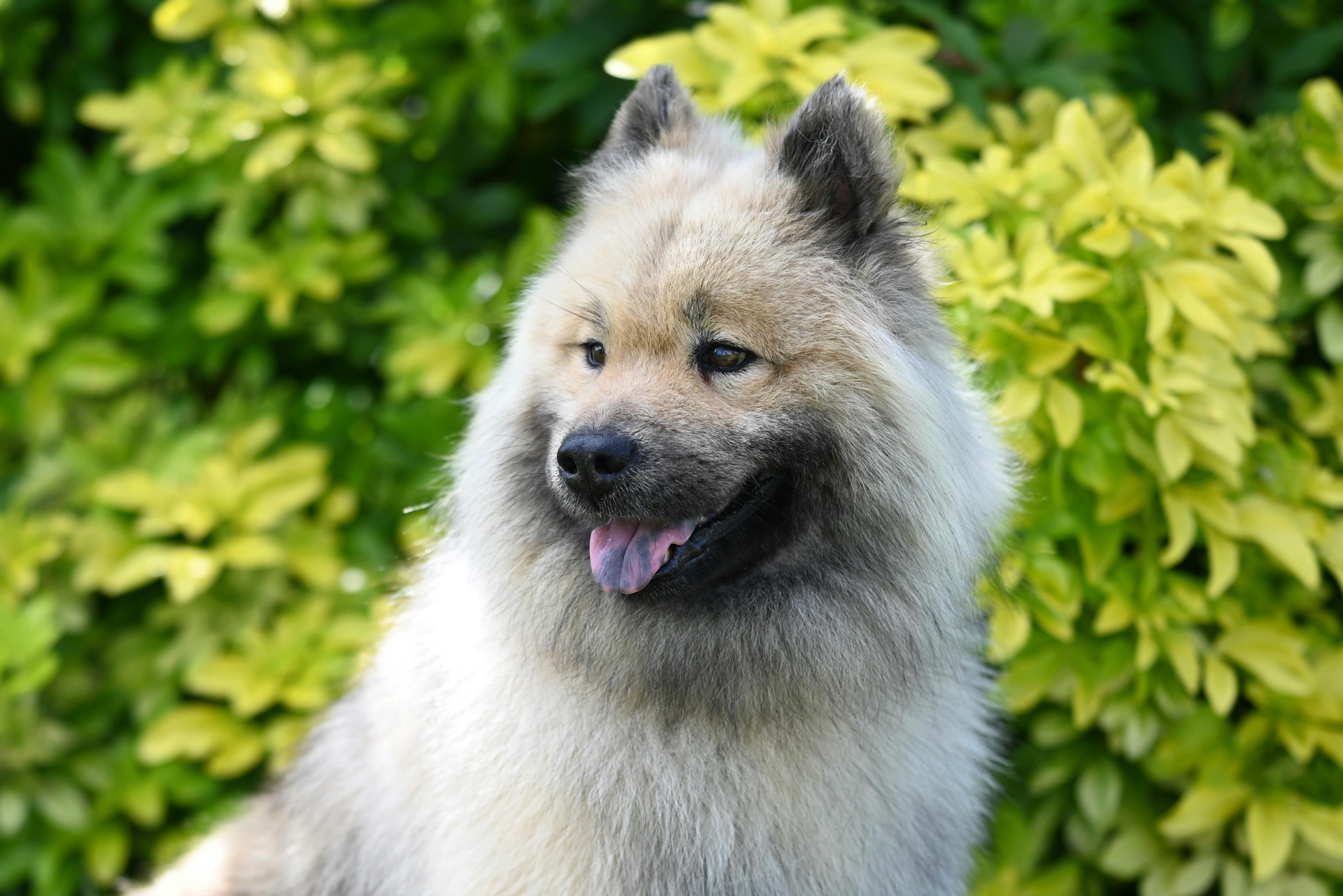 Portrait of Fluffy Keeshond in Garden Setting · Free Stock Photo