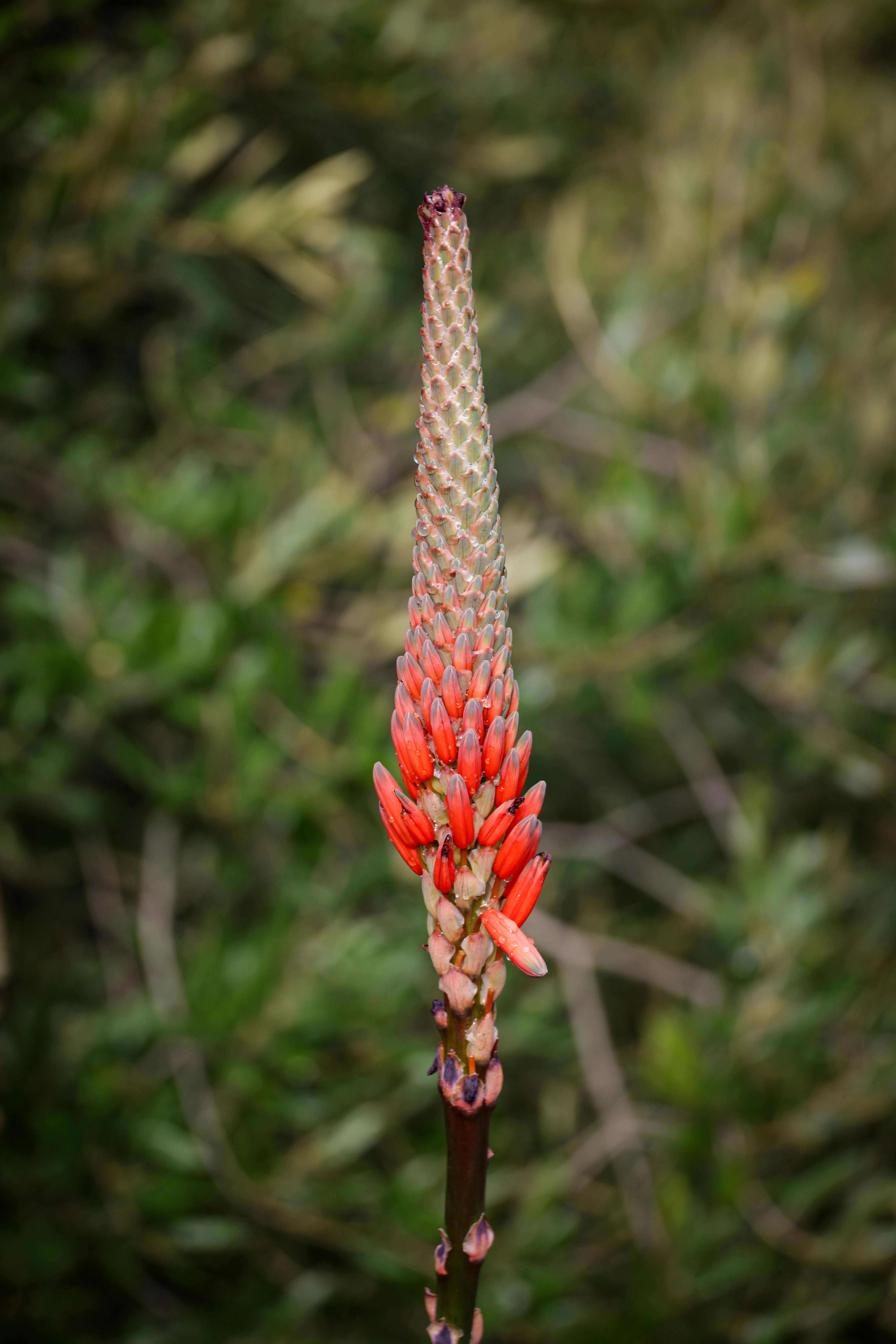 Thunder Spike Photos, Download The BEST Free Thunder Spike Stock Photos ...