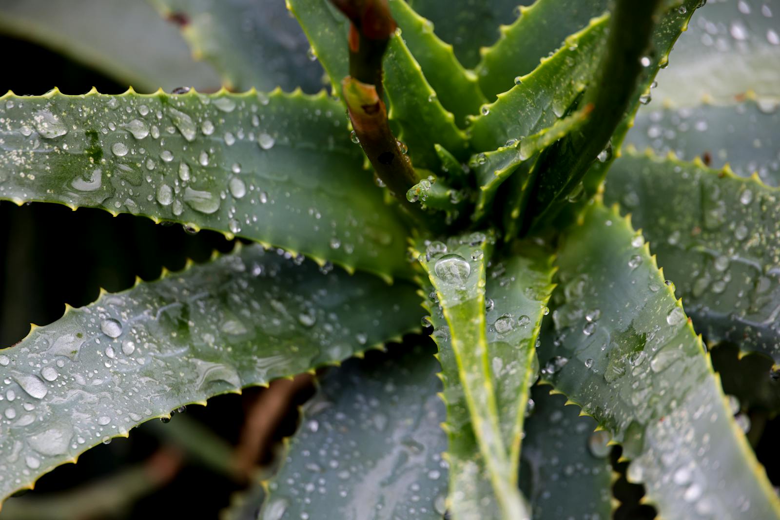 Aloe Photos, Download The BEST Free Aloe Stock Photos & HD Images