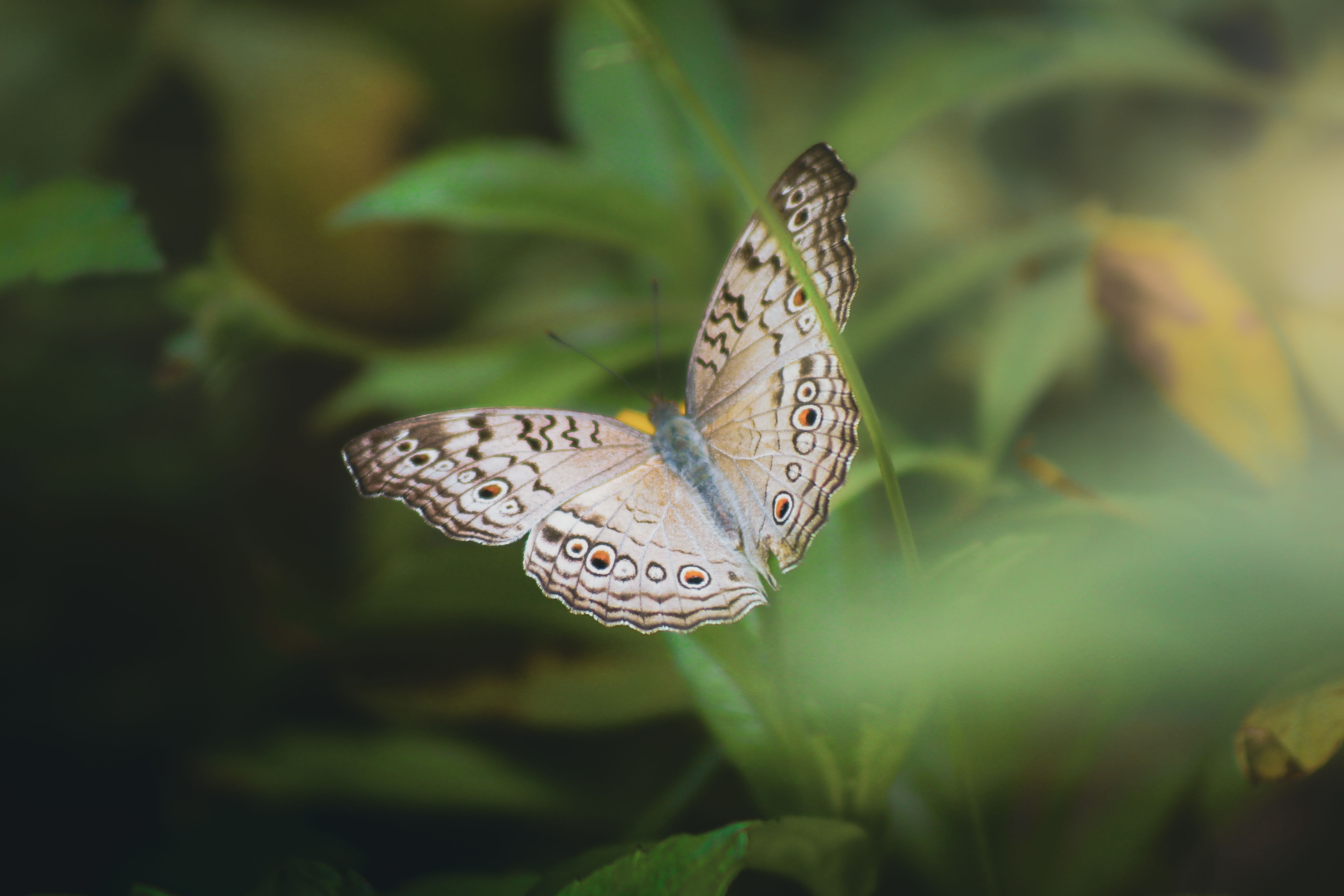Close-Up of a Butterfly in Natural Habitat · Free Stock Photo