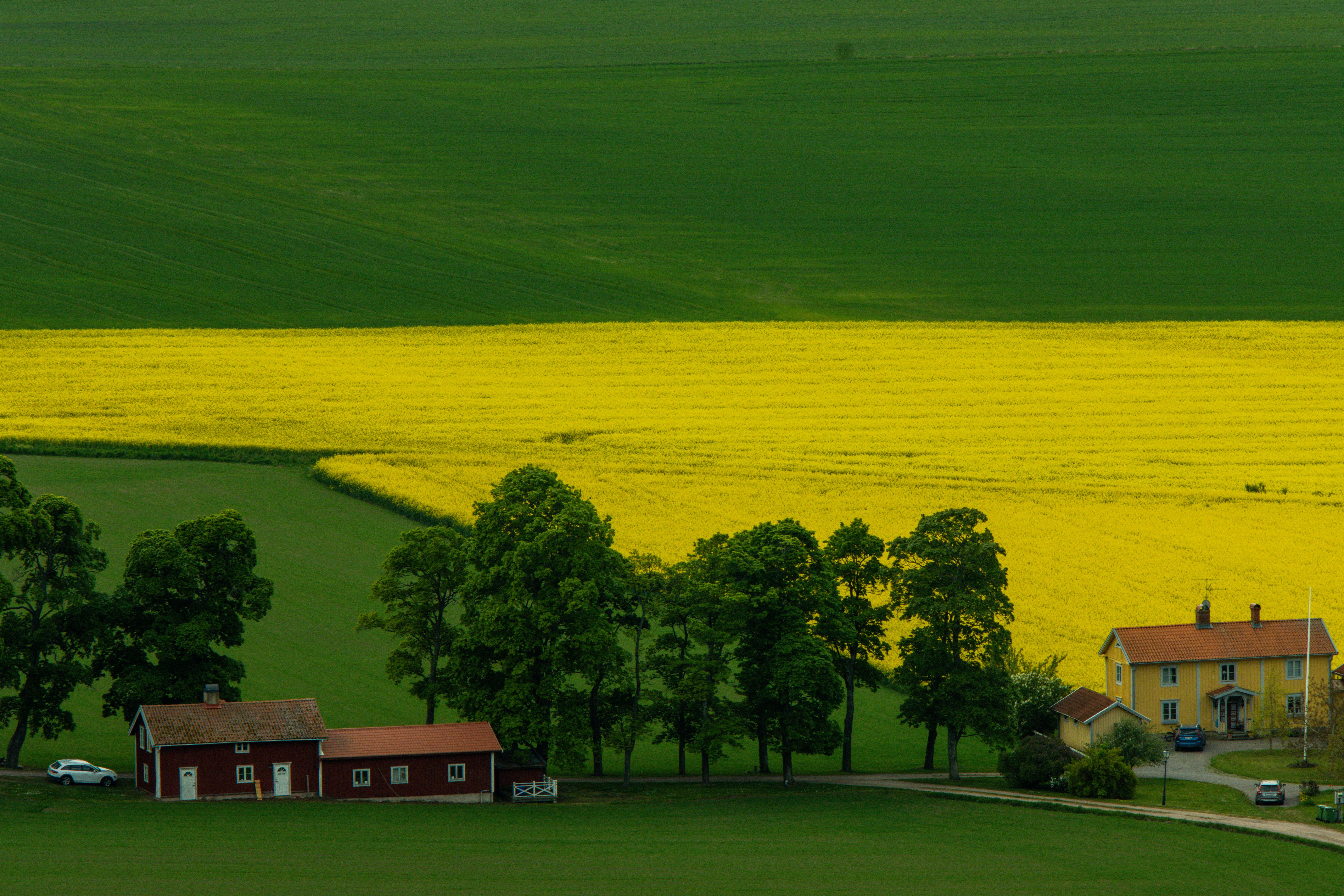 Vibrant Swedish Countryside with Yellow Fields · Free Stock Photo