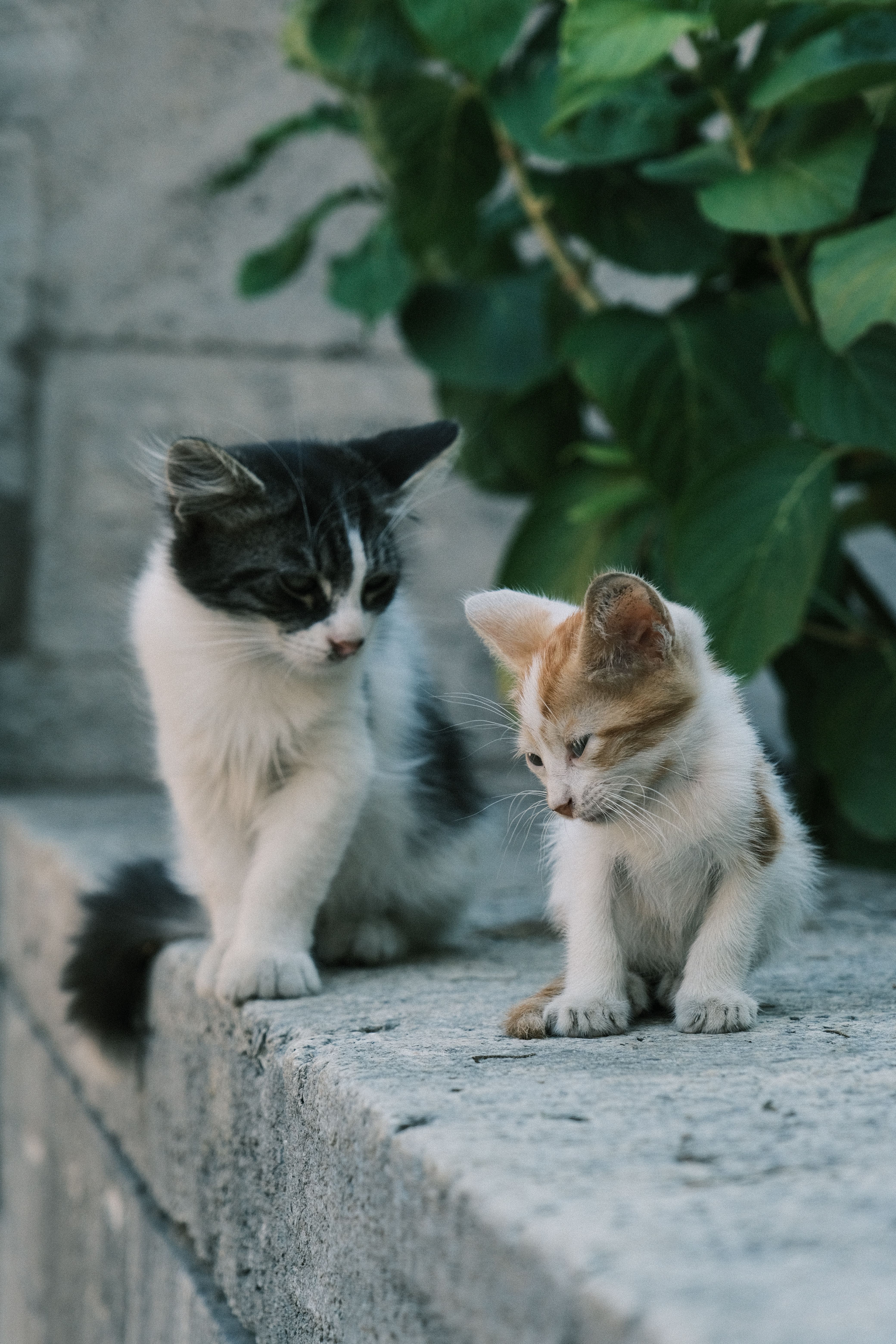 Real Cats Photos, Download The BEST Free Real Cats Stock Photos & HD Images
