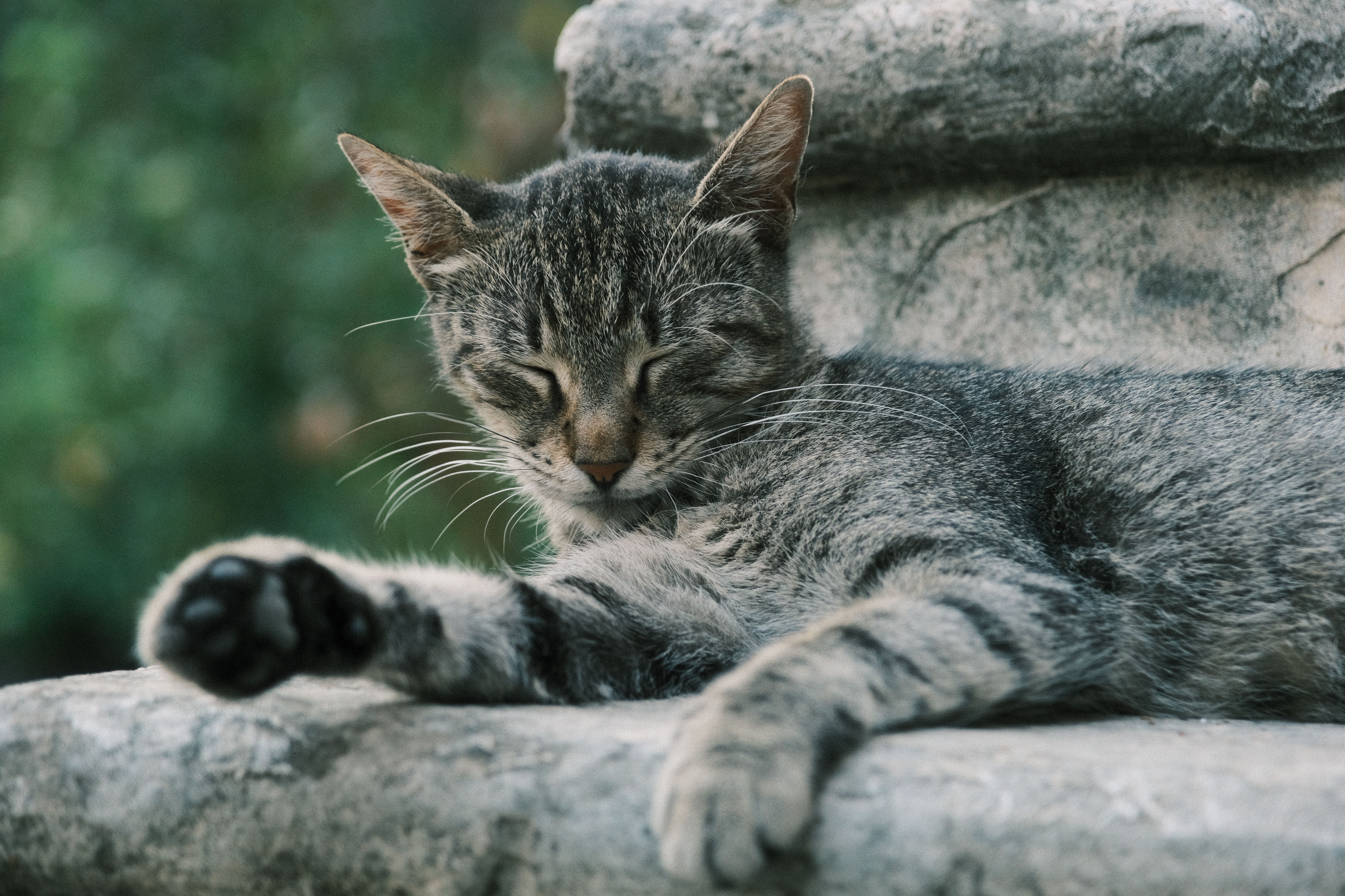 Animals At Rest Photos, Download The BEST Free Animals At Rest Stock ...