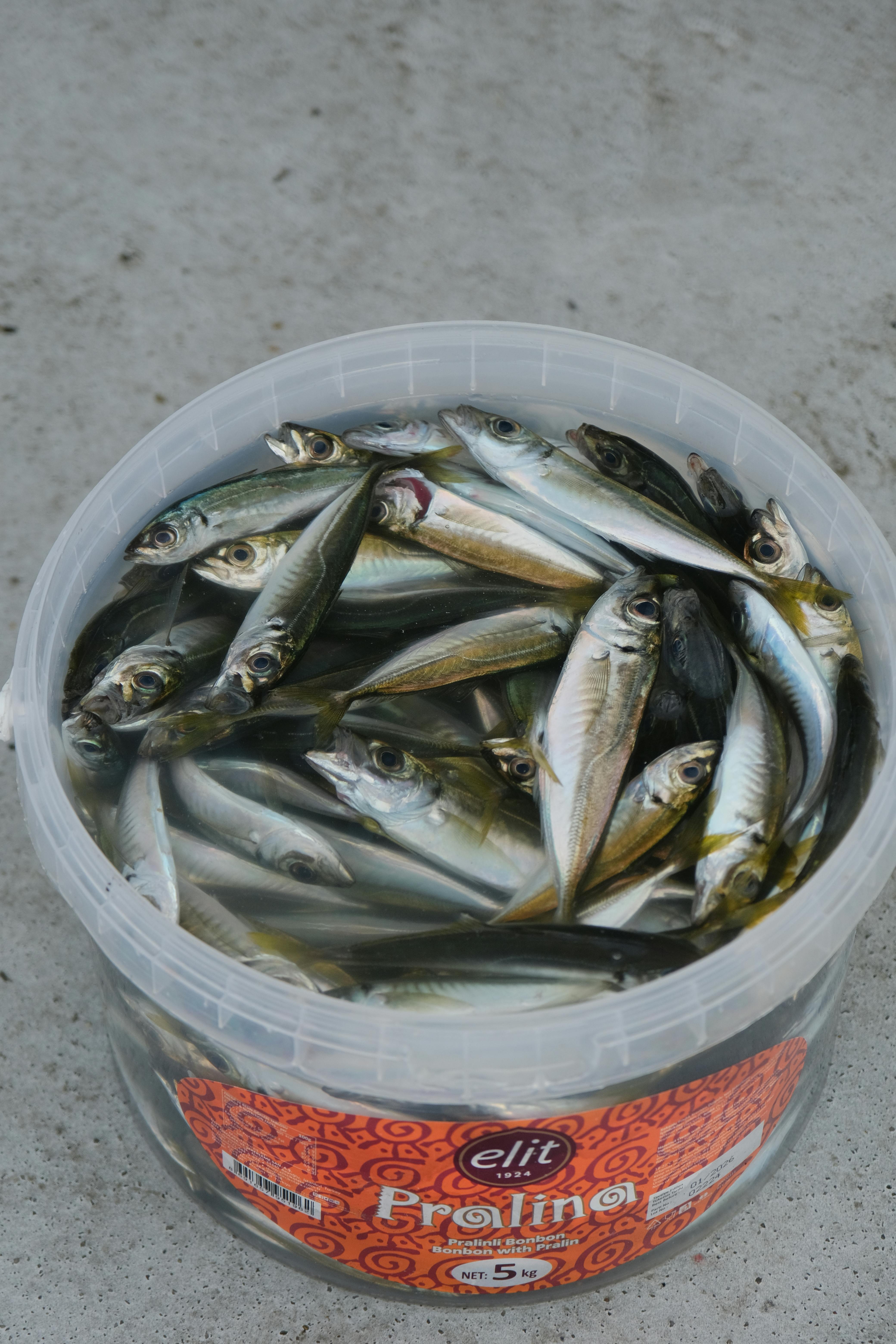 Fresh Fish in Clear Bucket on Concrete Surface · Free Stock Photo
