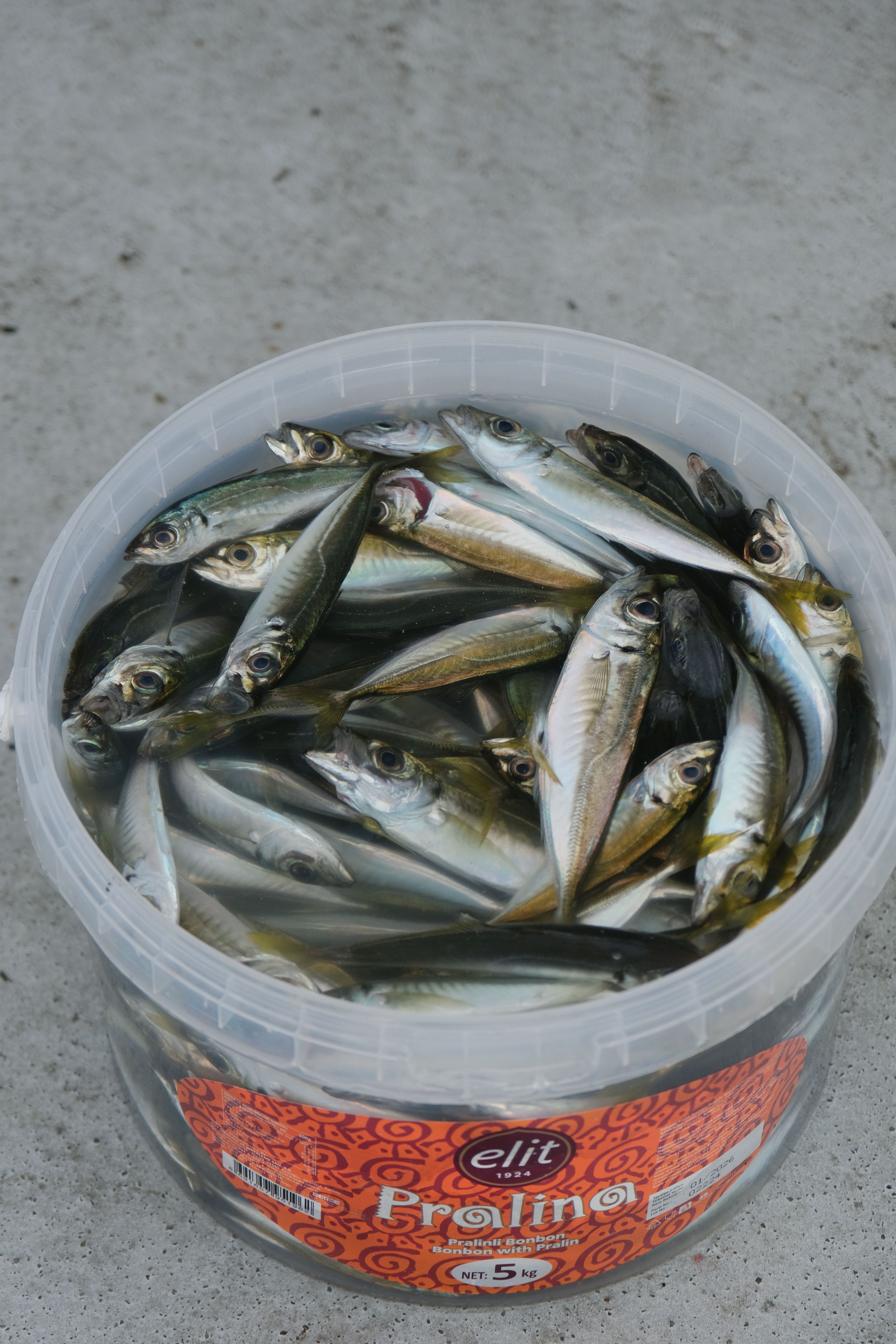 Fresh Fish in Clear Bucket on Concrete Surface · Free Stock Photo