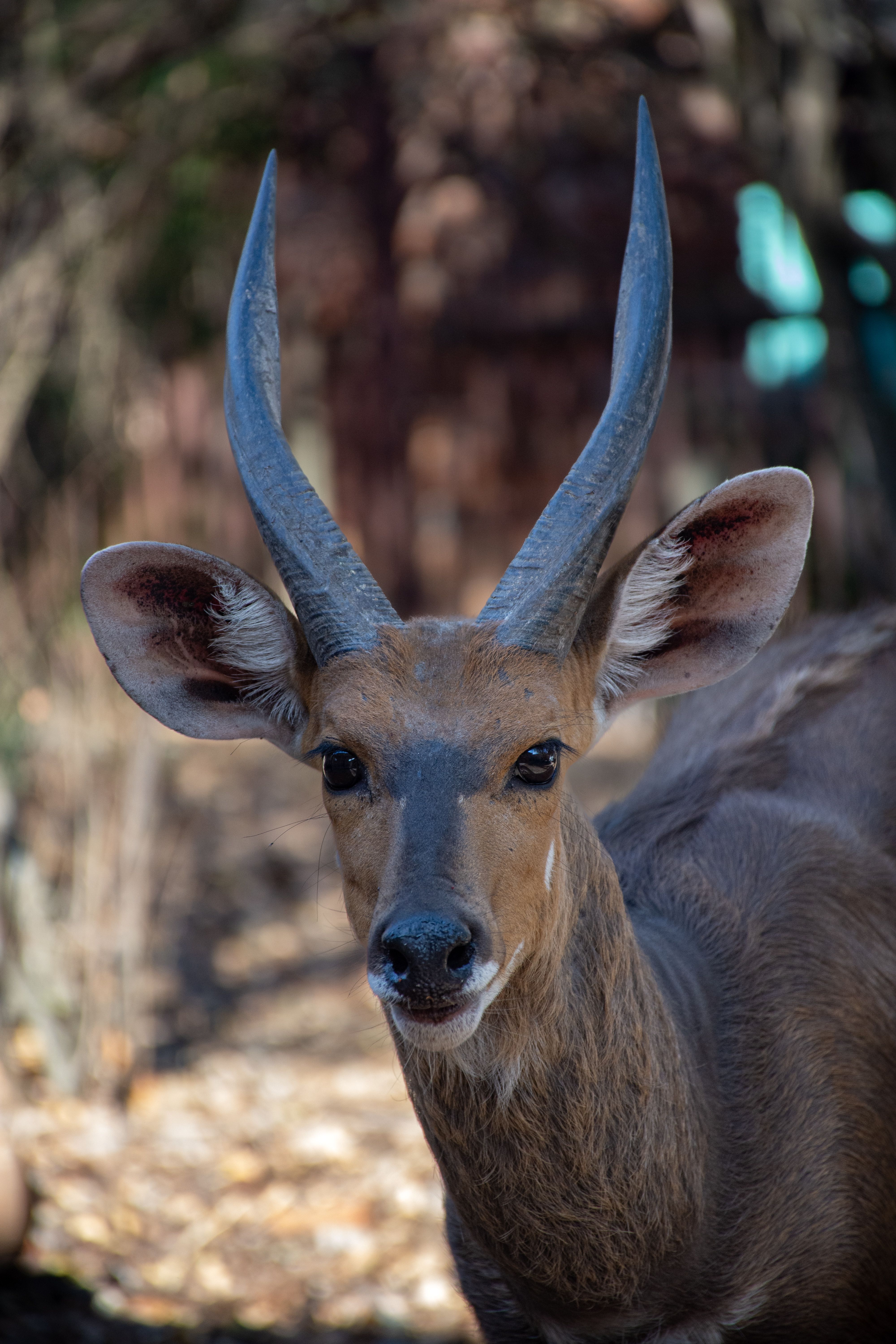 Close-Up Portrait of a Bushbuck in South Africa · Free Stock Photo