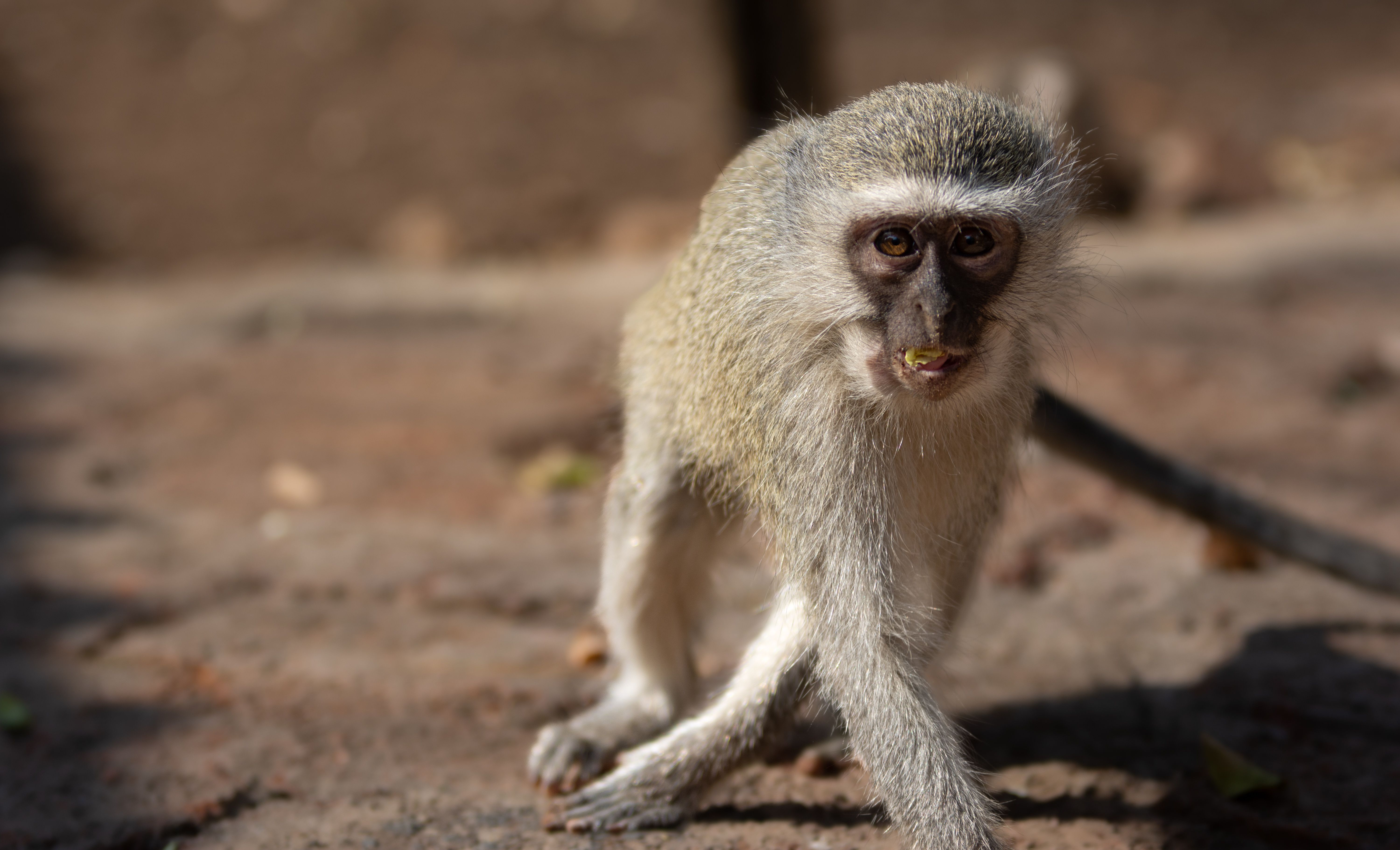 Vervet Monkey in South Africa's Natural Habitat · Free Stock Photo