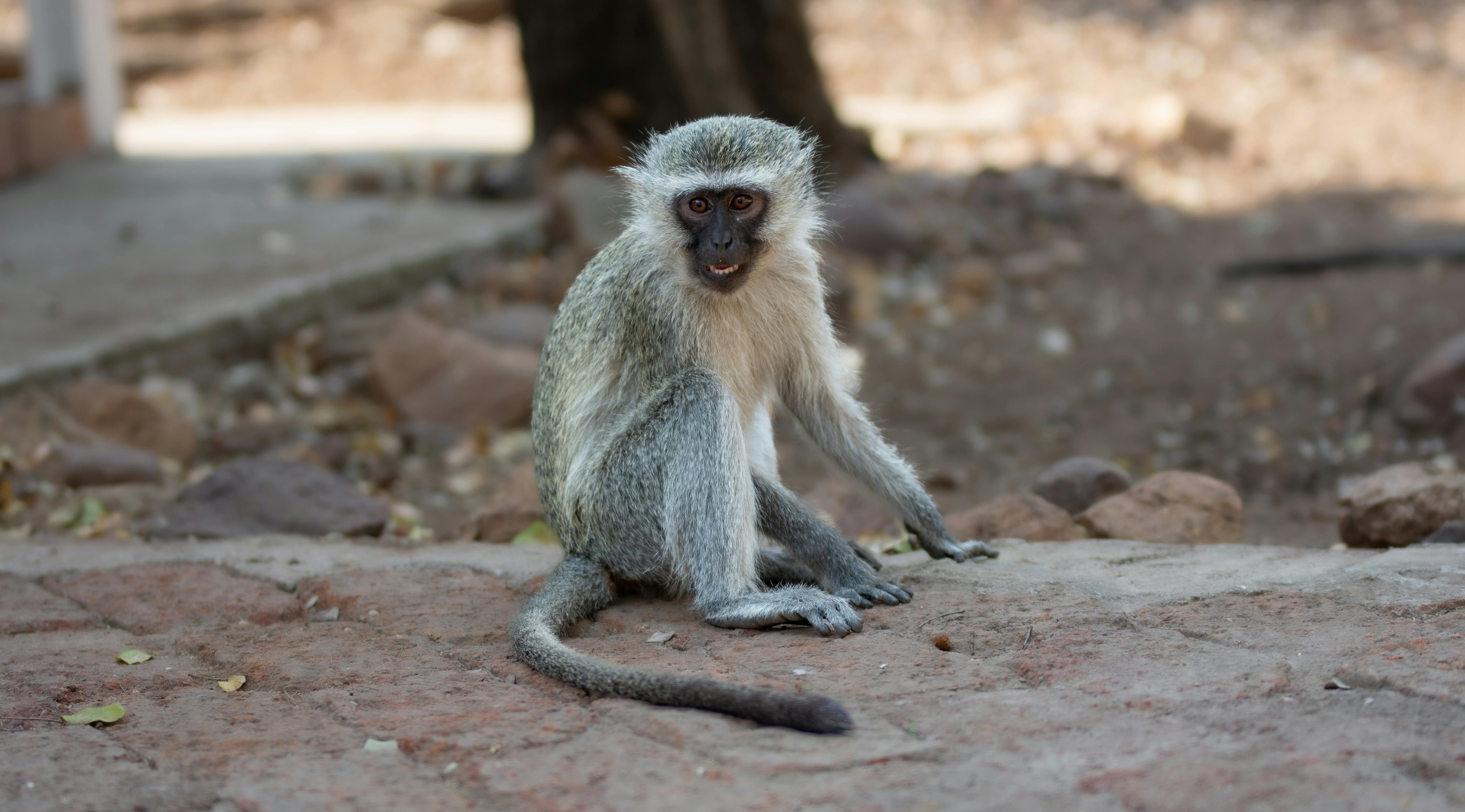 South African Animals Photos, Download The BEST Free South African ...