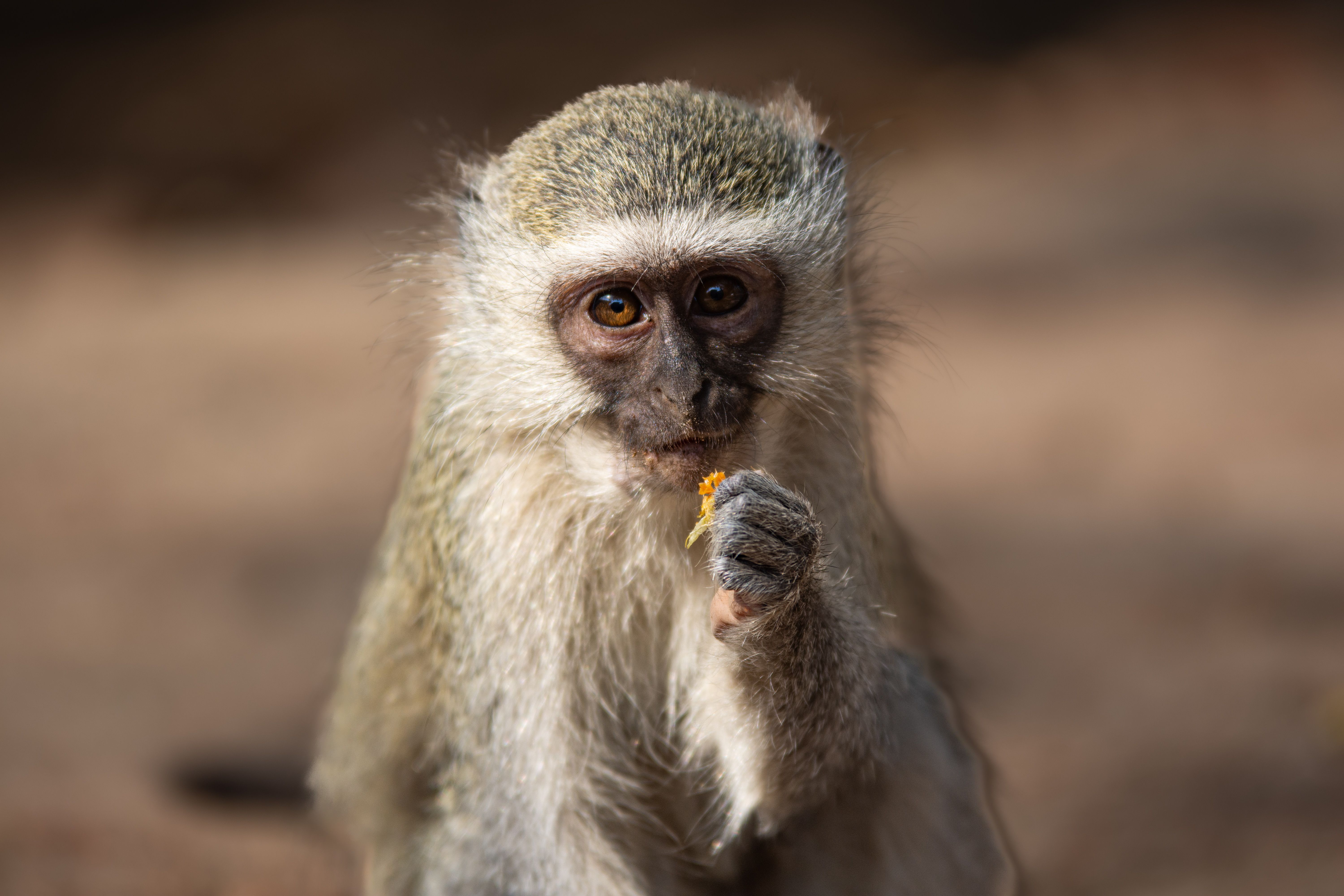 Vervet Monkey Eating in South Africa · Free Stock Photo