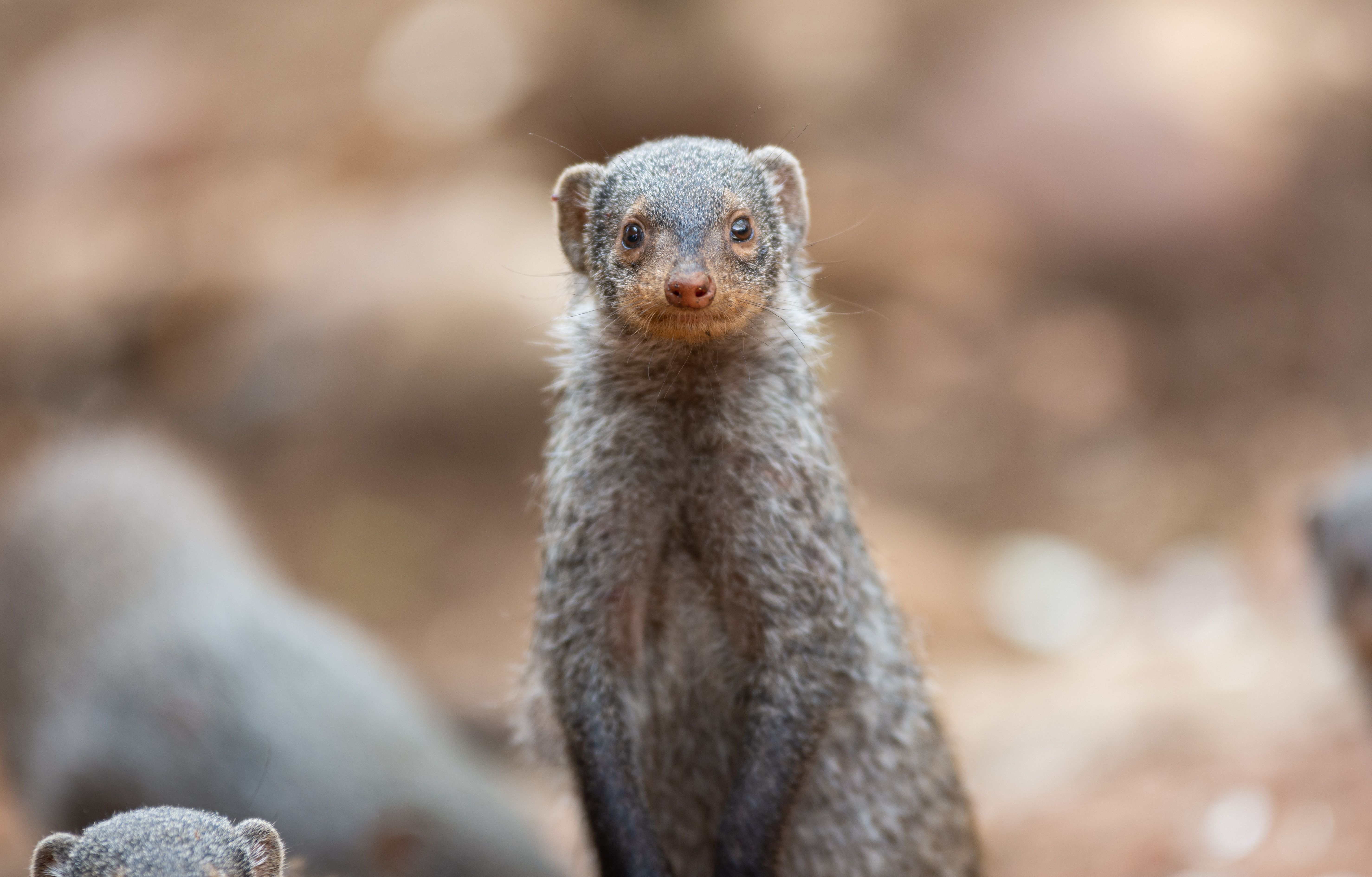 Banded Mongoose in South Africa Wildlife Habitat · Free Stock Photo