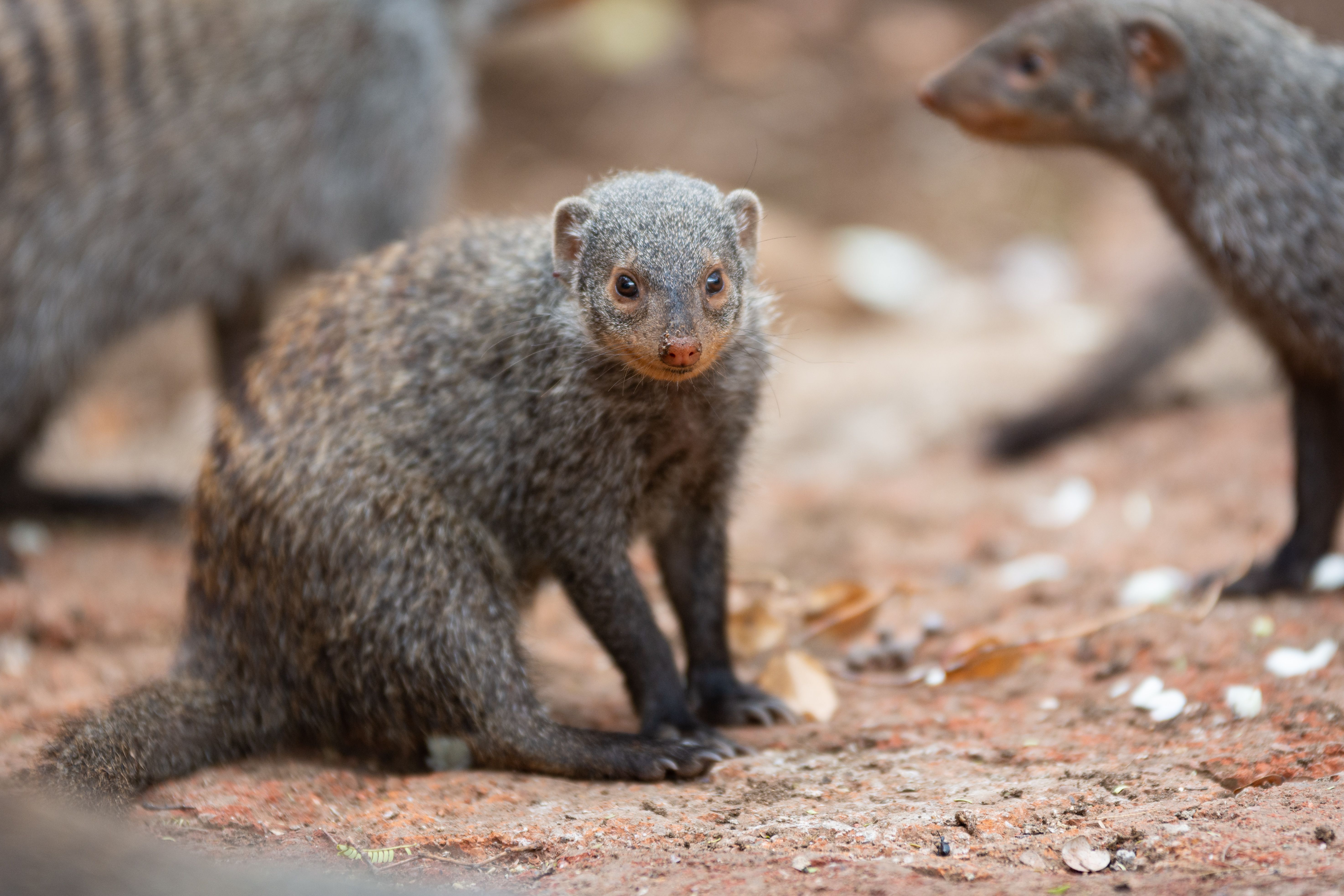 Banded Mongooses in Kruger National Park · Free Stock Photo