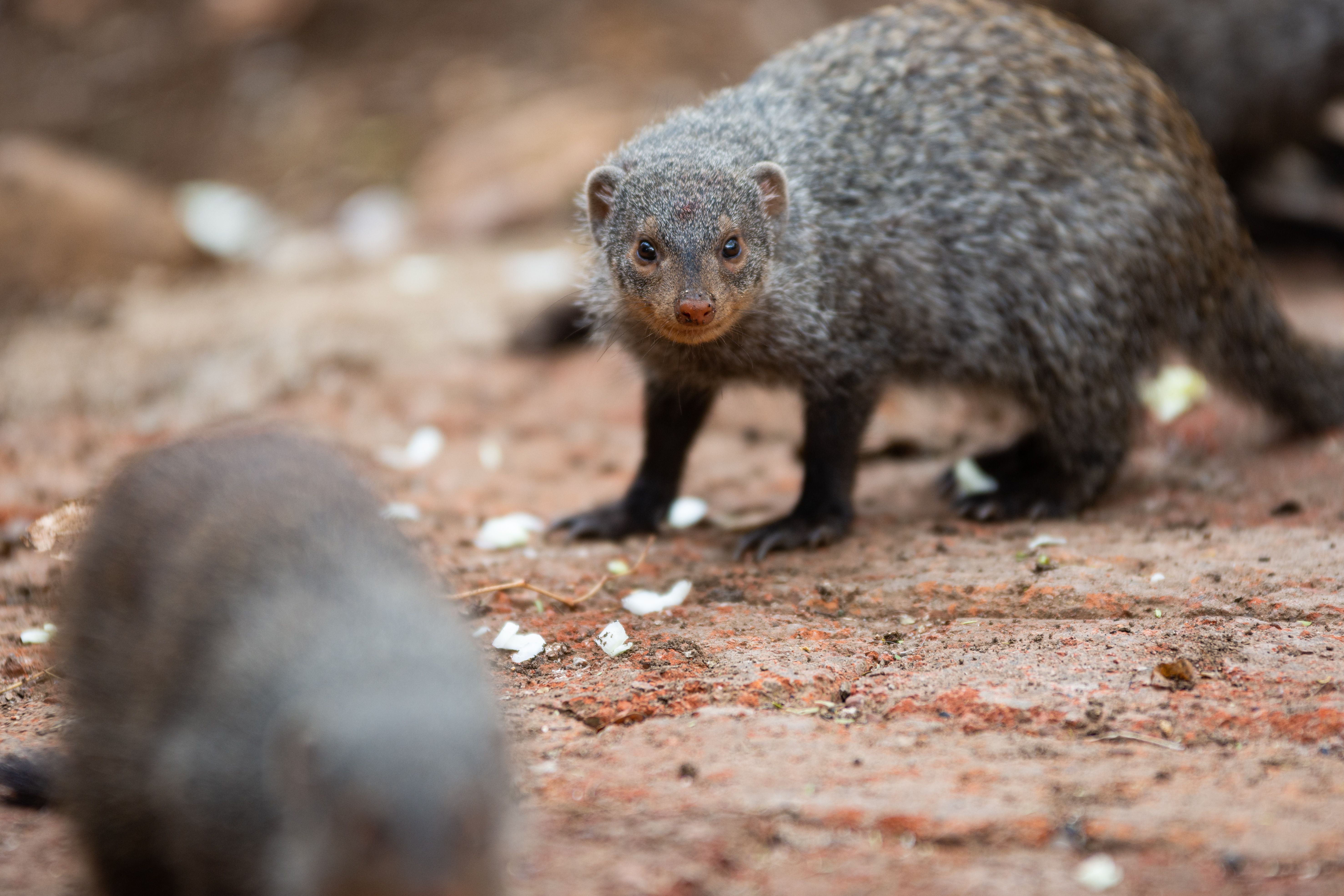 Banded Mongoose on South African Terrain · Free Stock Photo