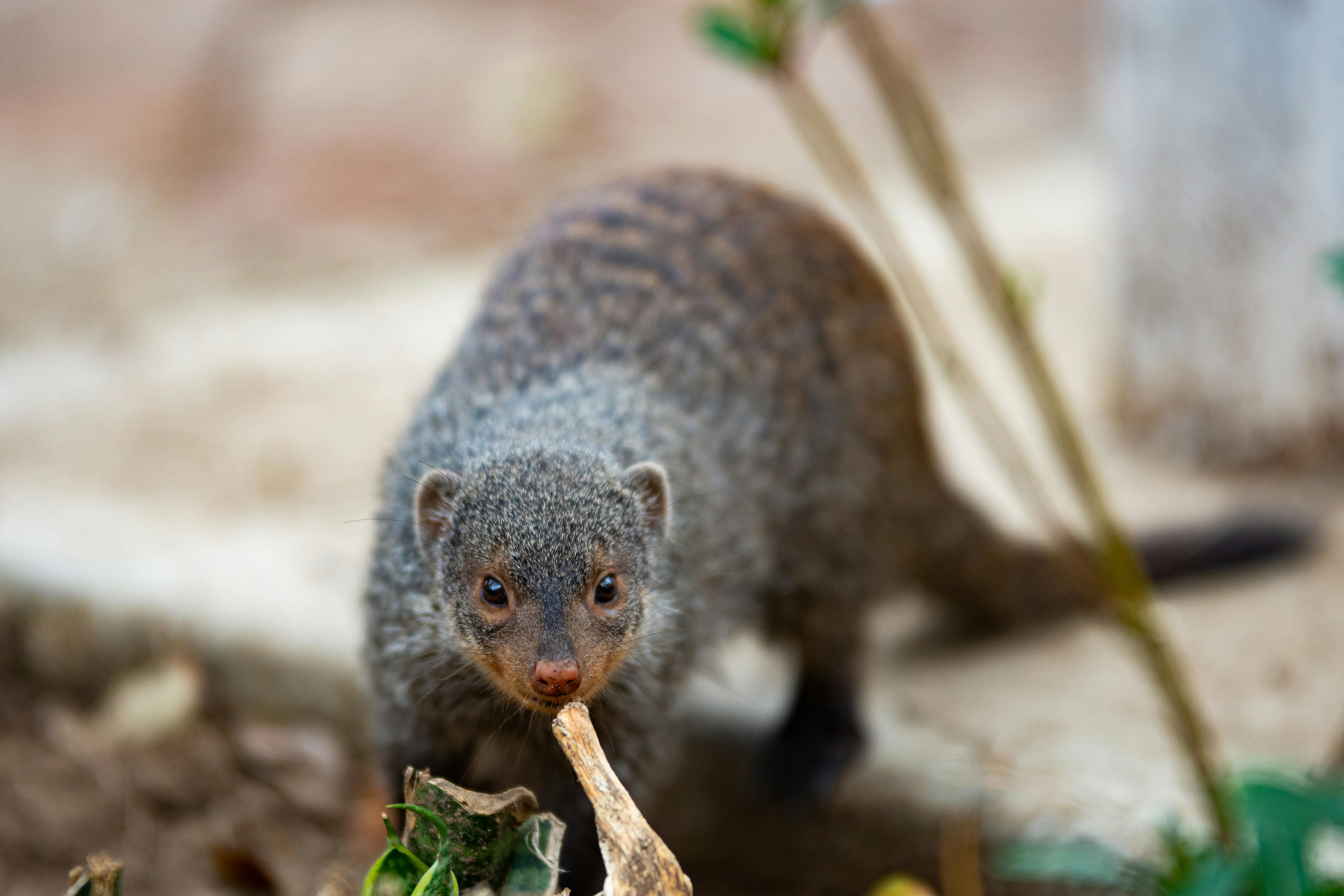 Mongoose Photos, Download The BEST Free Mongoose Stock Photos & HD Images