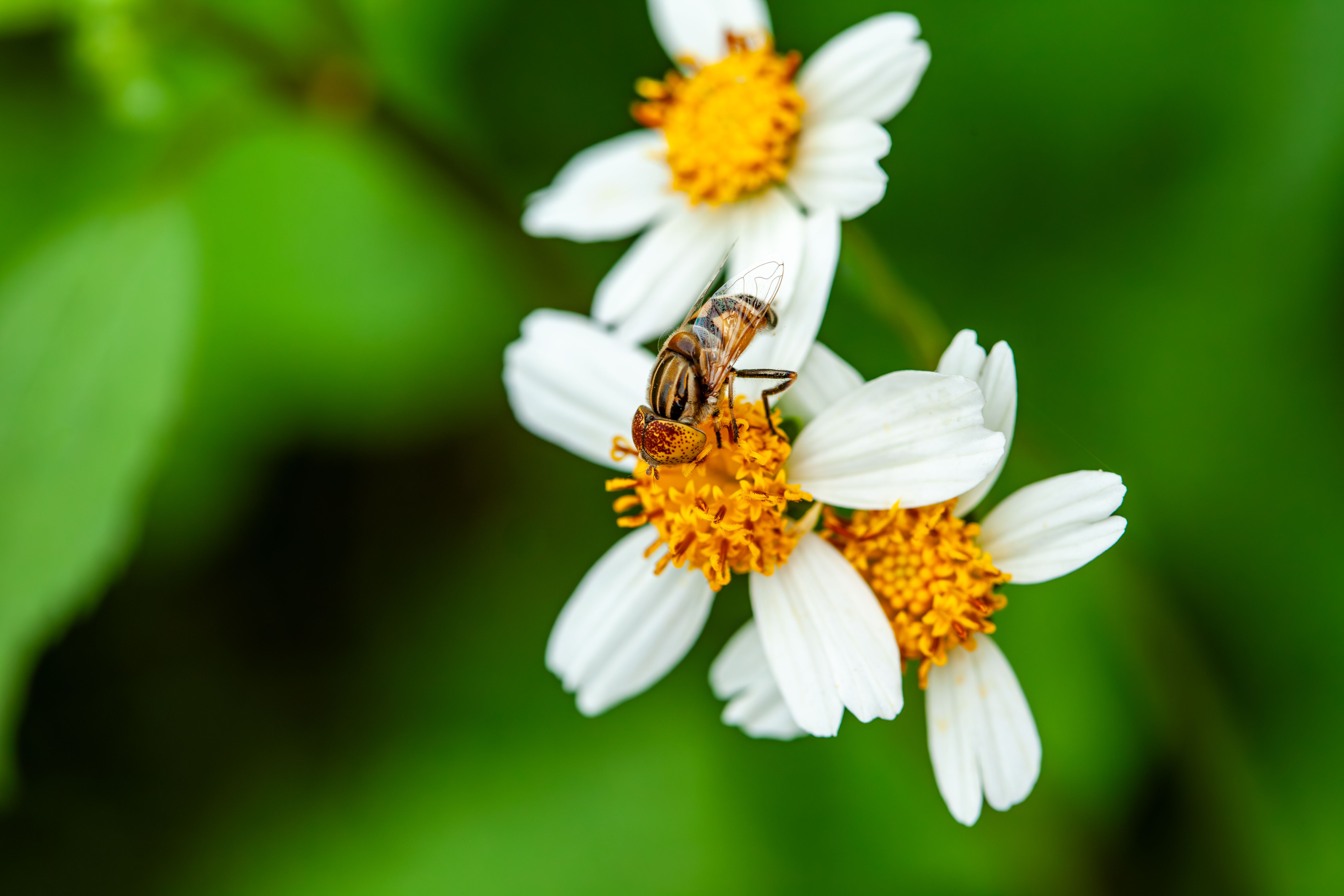 Zoom Backgrounds Nature Photos, Download The BEST Free Zoom Backgrounds ...