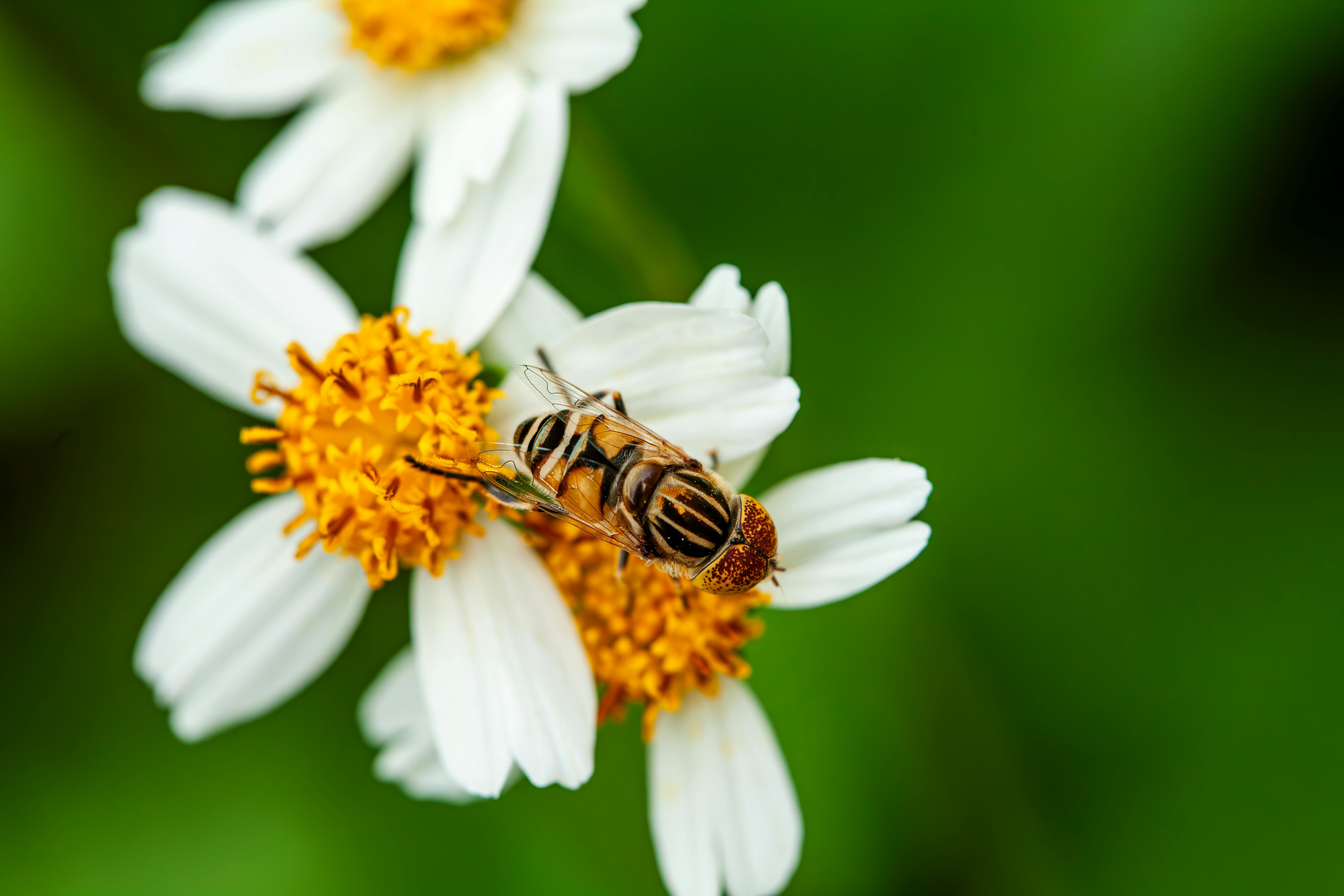 Pollen Photos, Download The BEST Free Pollen Stock Photos & HD Images