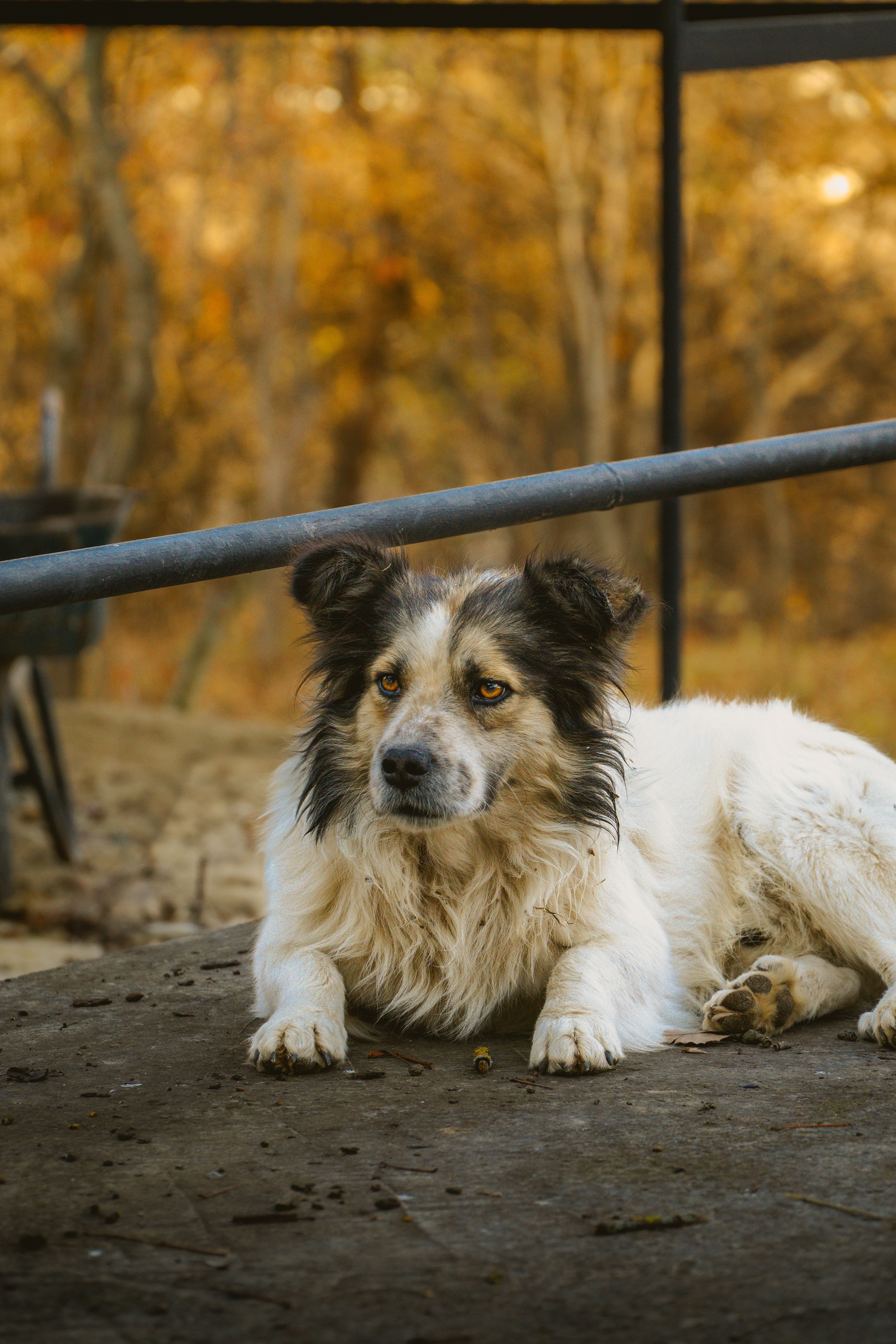 Lonely Dog Lying on Rustic Porch in Autumn · Free Stock Photo