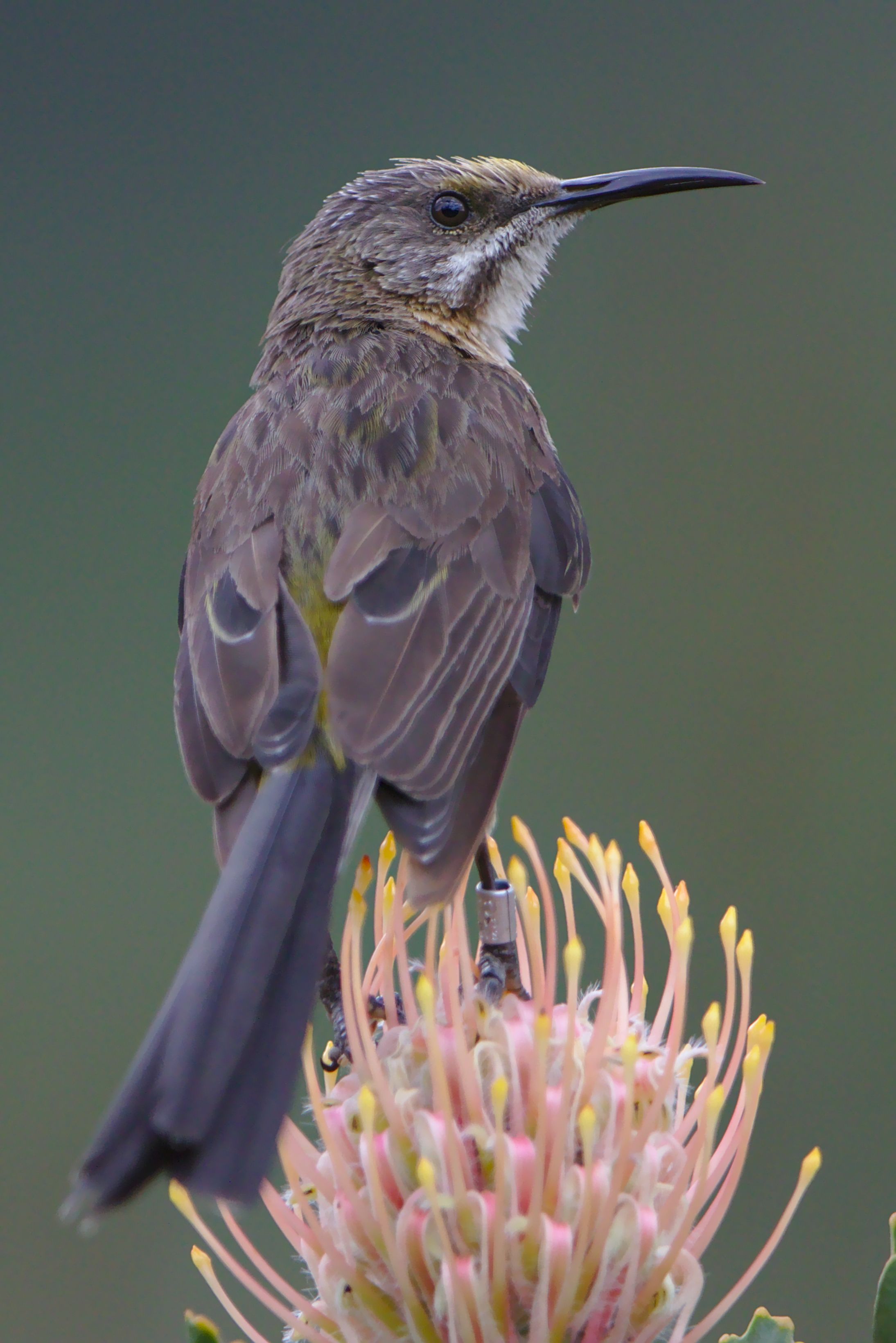 Cape Sugarbird Perched on Protea Flower · Free Stock Photo