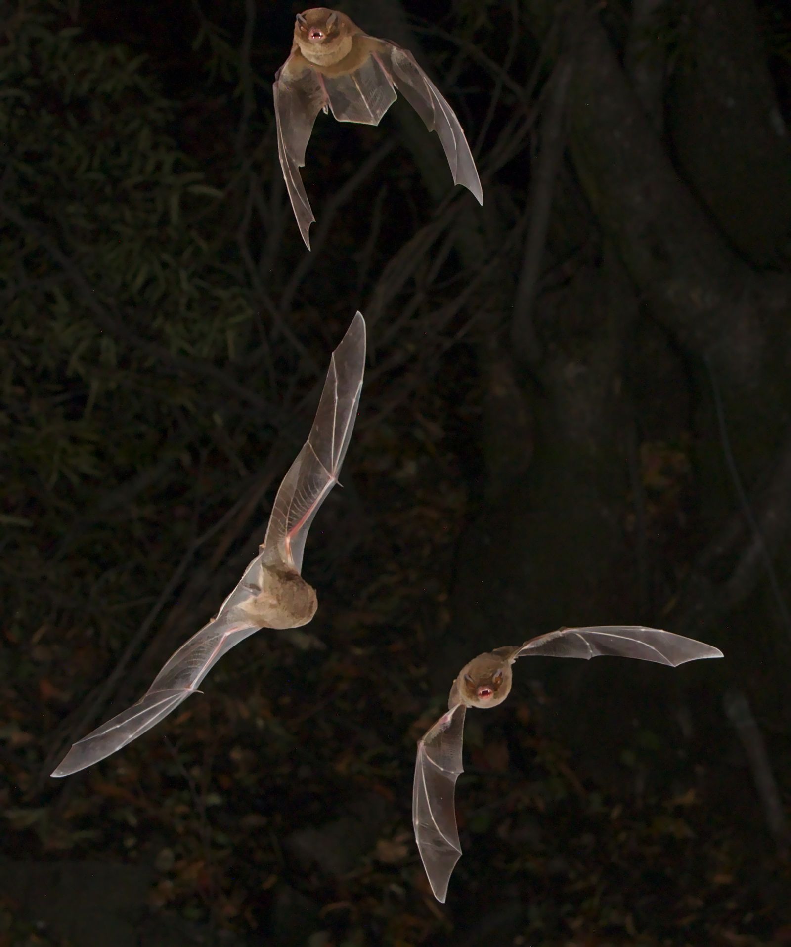 Bumblebee Bats Photos, Download The BEST Free Bumblebee Bats Stock ...