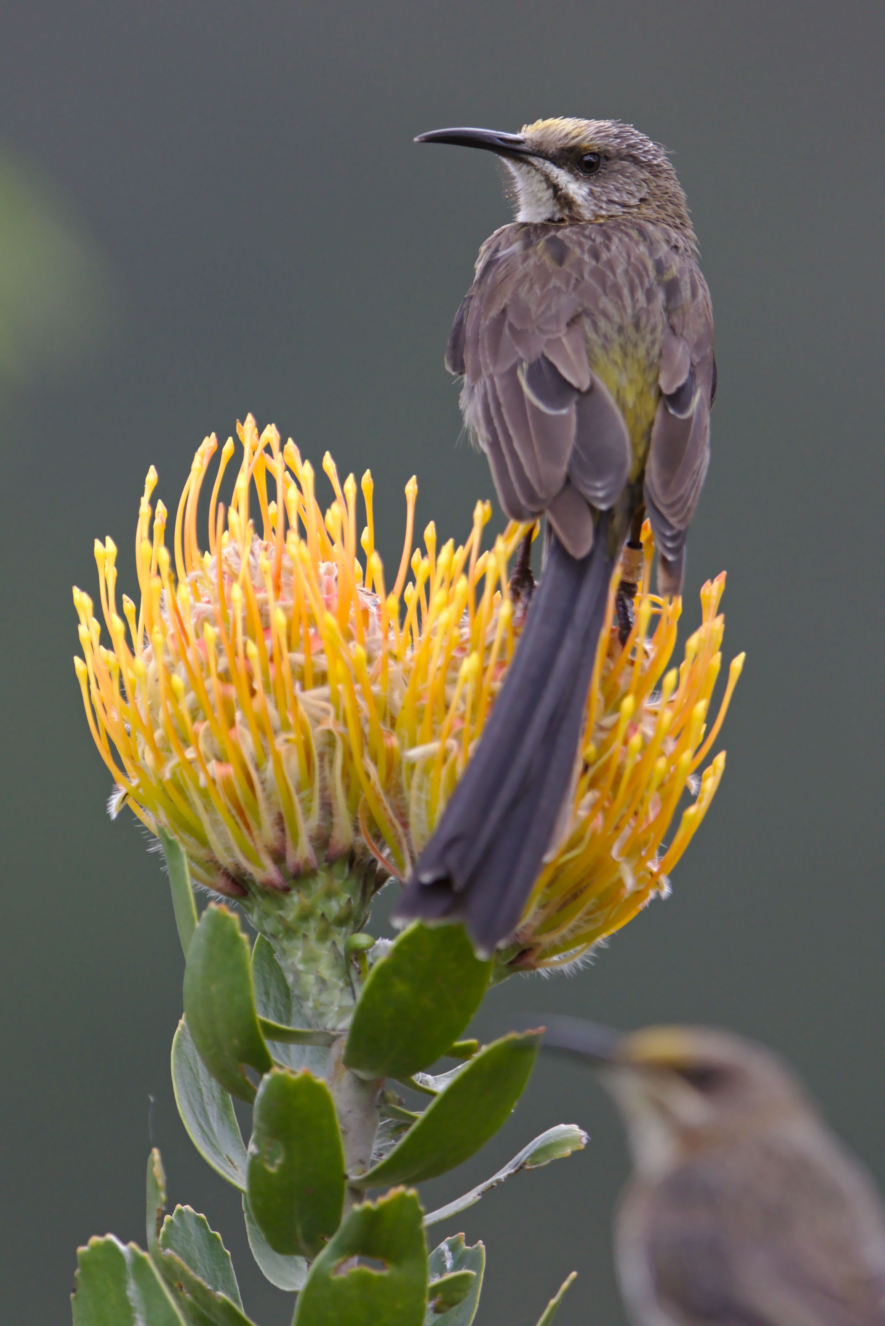 Cape Sugarbird on Vibrant Protea in South Africa · Free Stock Photo